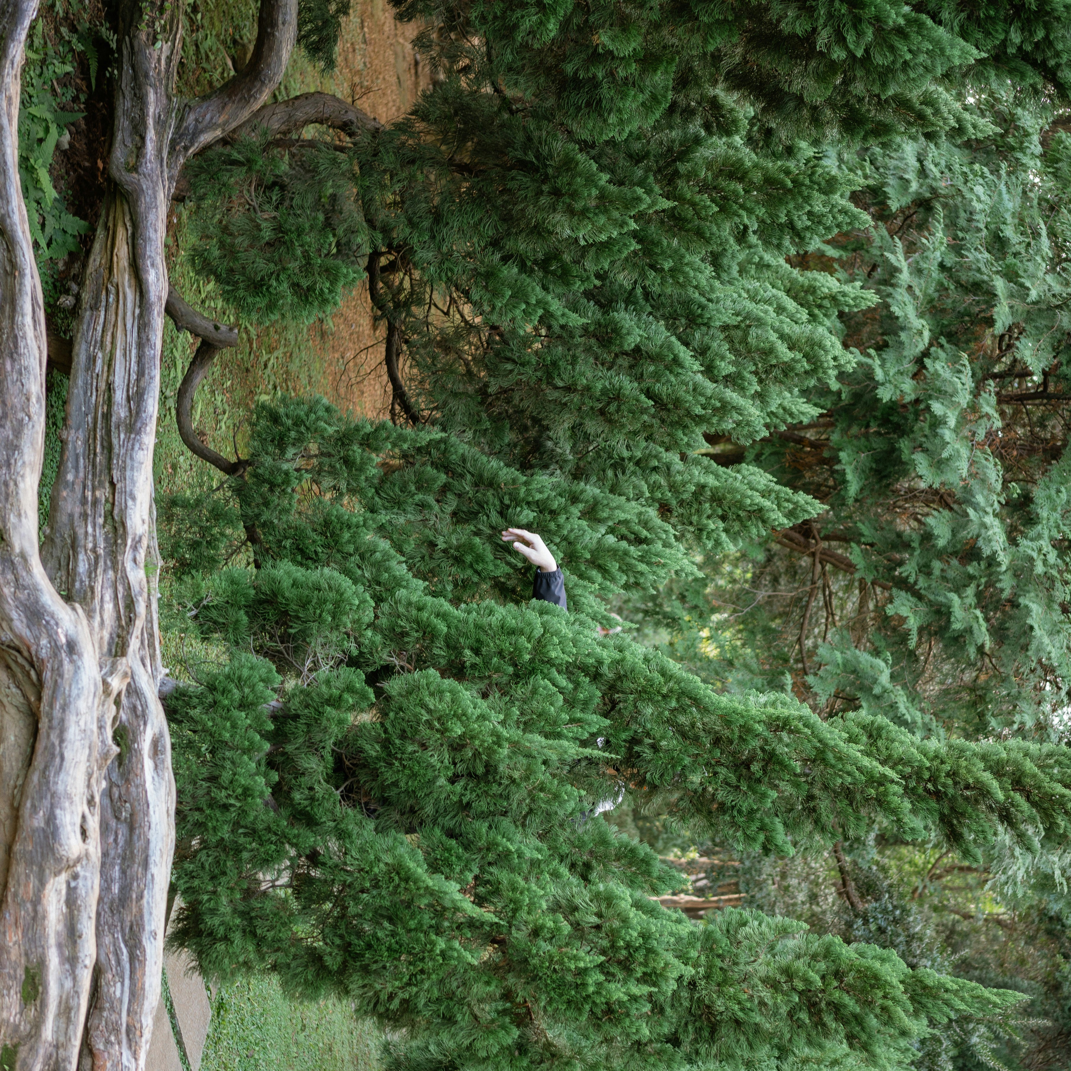 A hand gently reaches out from behind lush greenery, symbolizing a connection with nature. The scene captures the interplay between human presence and the natural world.