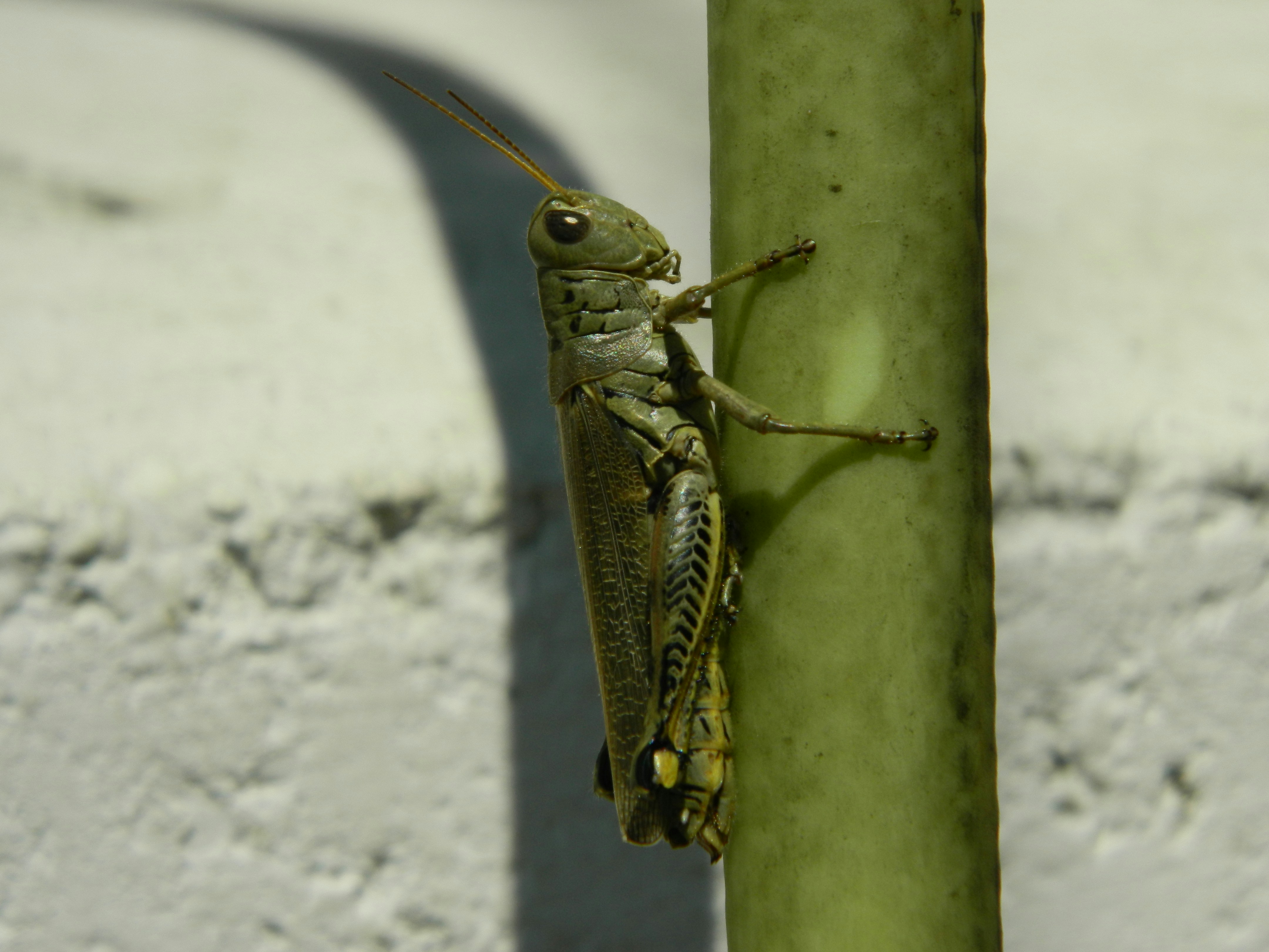 A green insect on a leaf photo – Free Animal Image on Unsplash