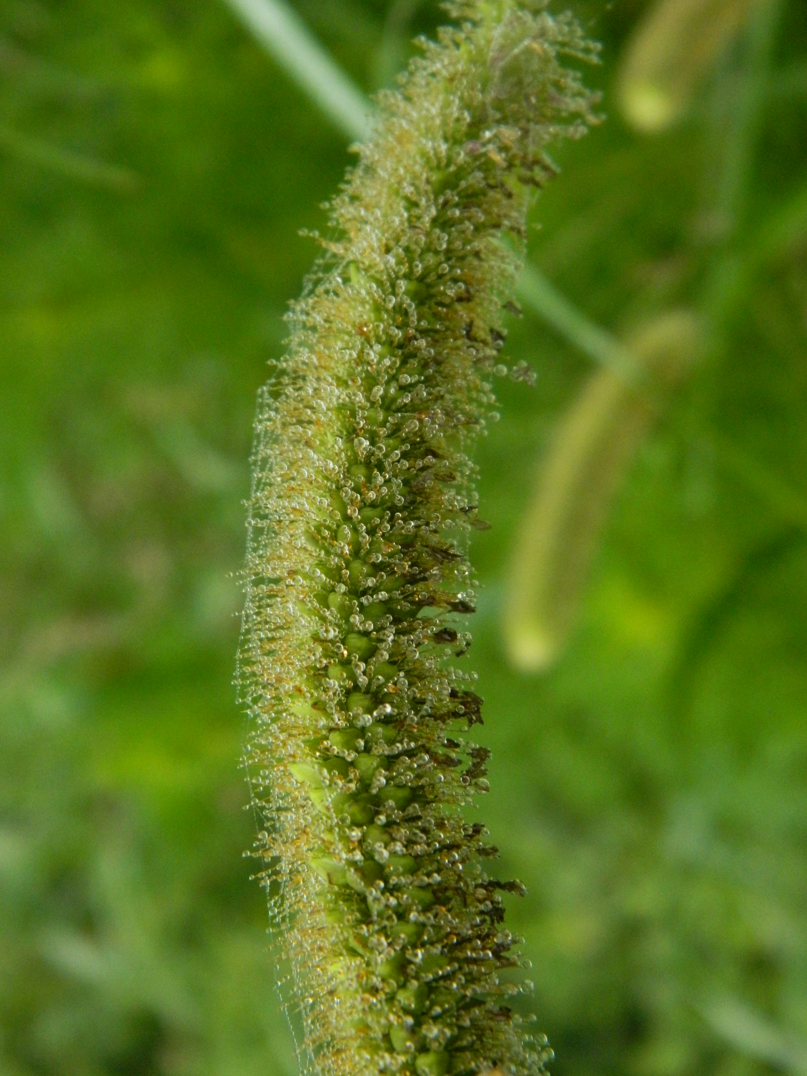 Dew-Laden Spike: Macro Portrait of a Grass Inflorescence