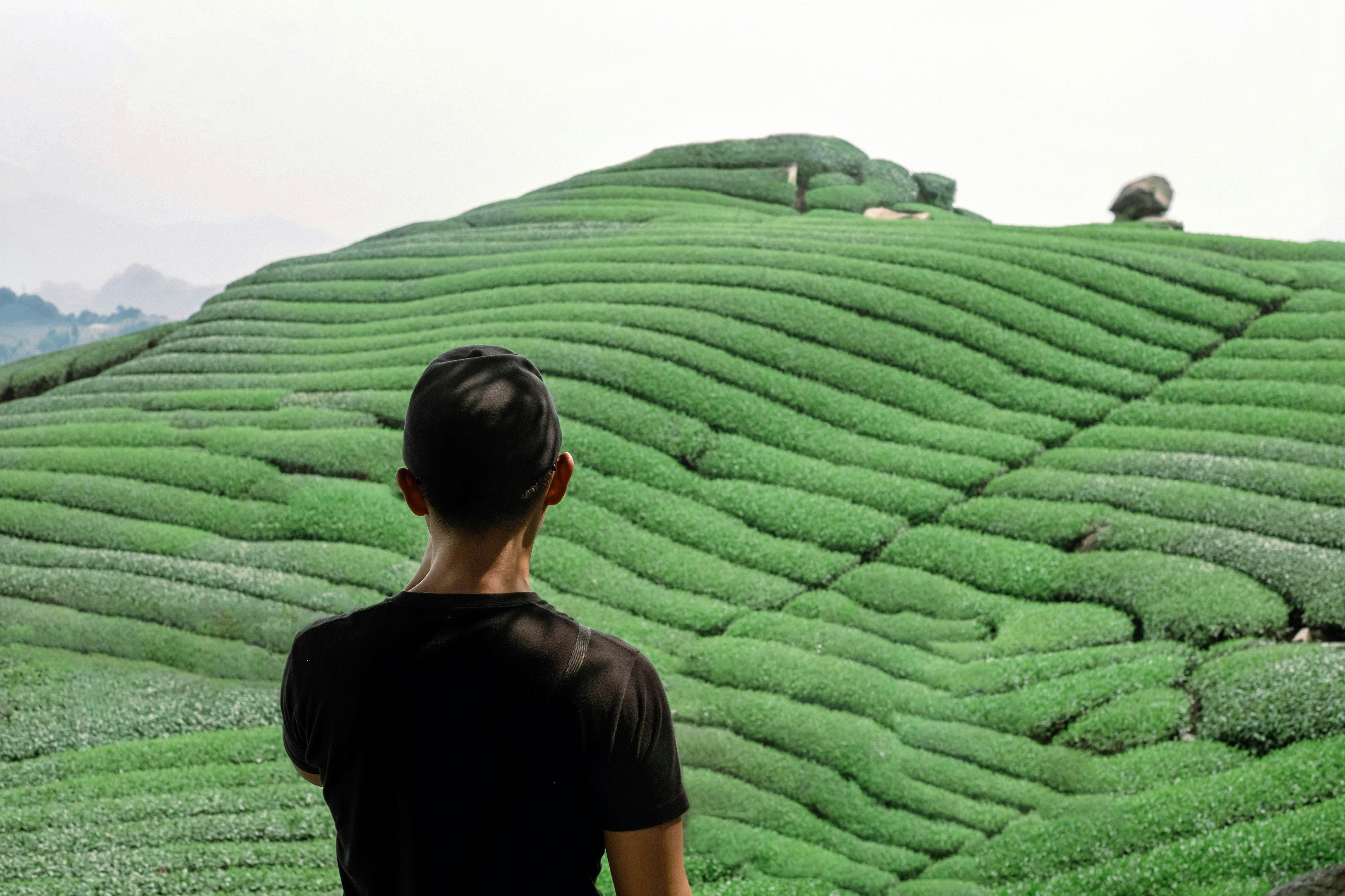 A figure stands before lush, undulating tea terraces, showcasing vibrant green patterns against a soft horizon.
