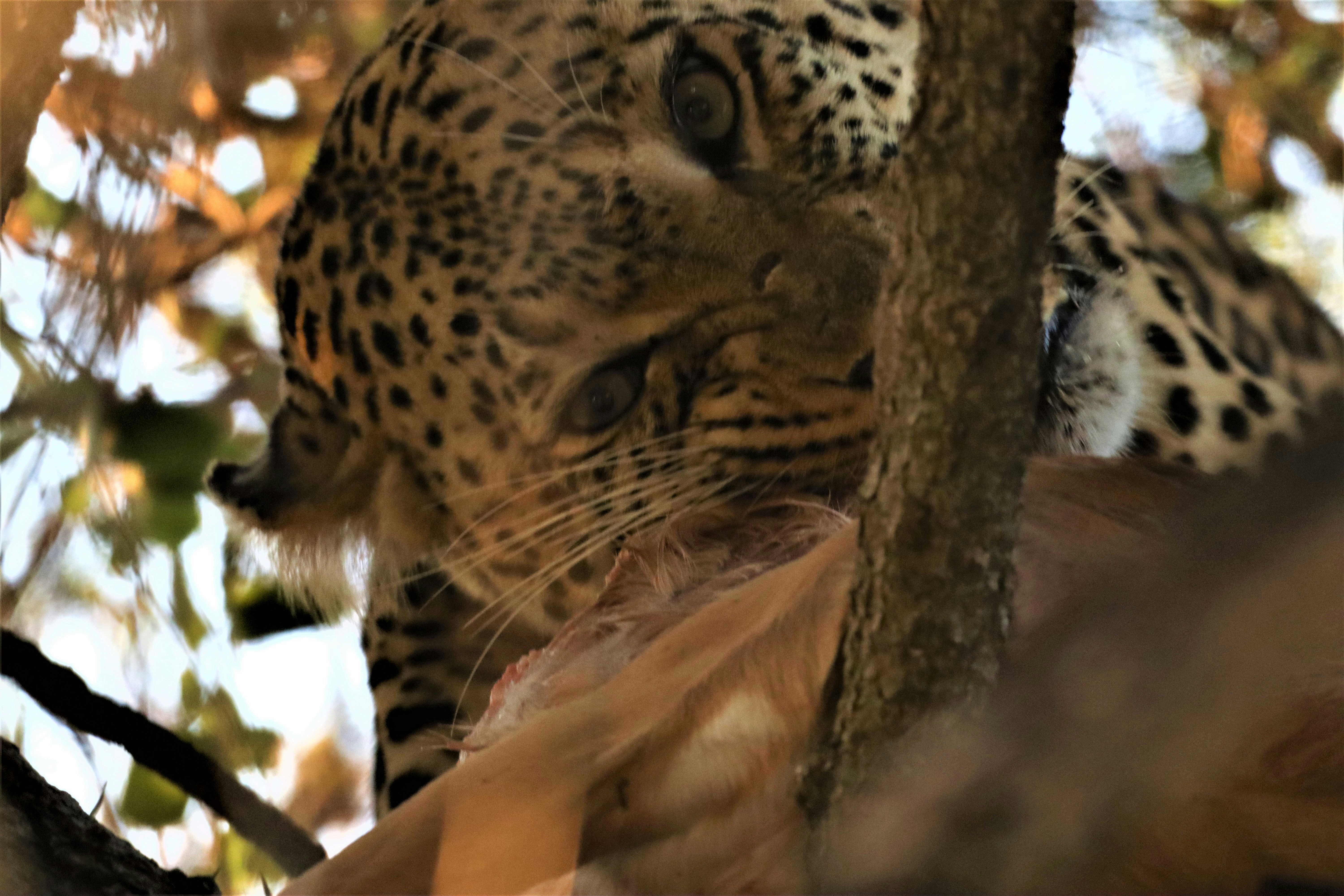 Un léopard dans un arbre photo – Image gratuite de Afrique du Sud sur ...