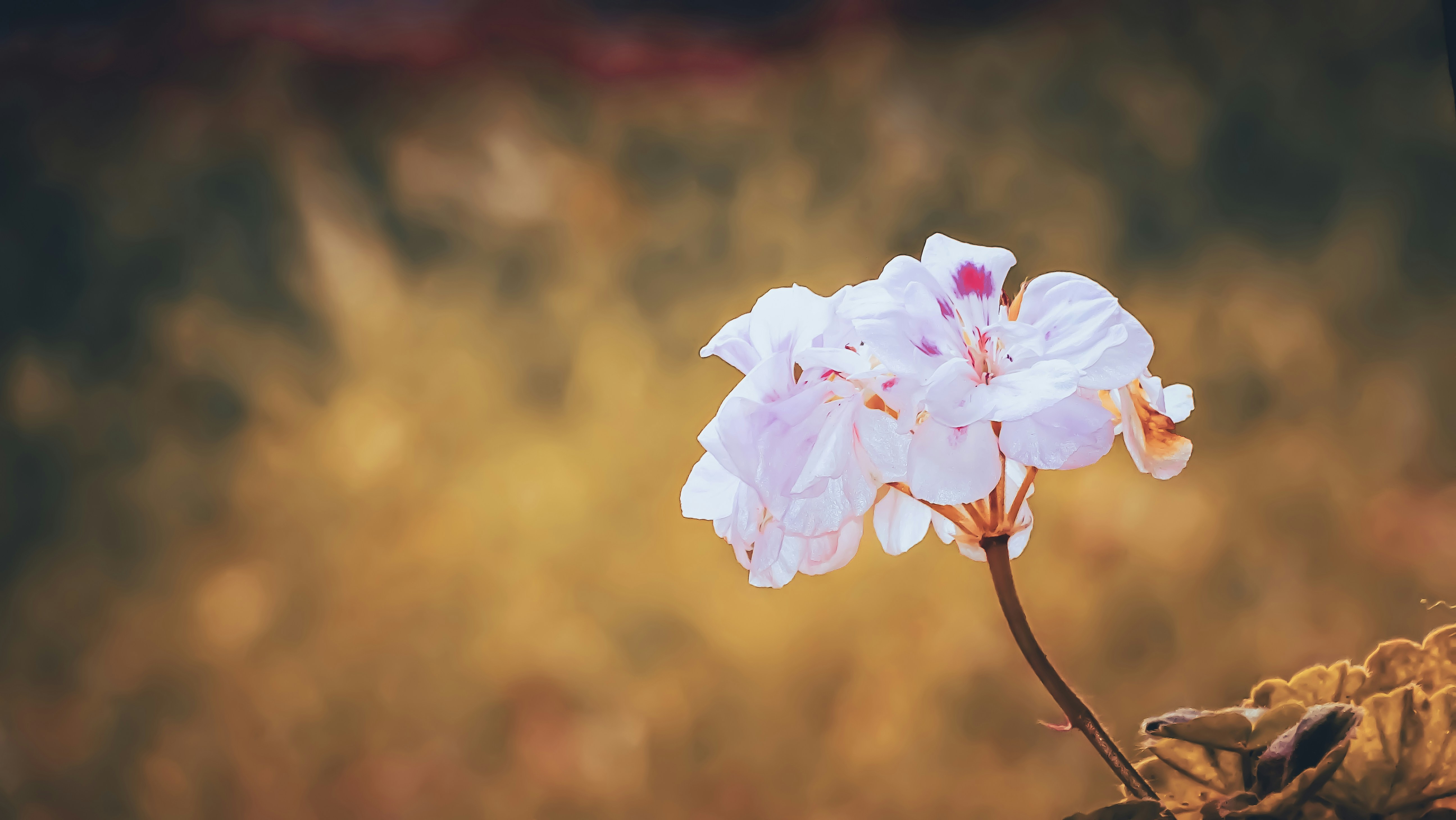 A close-up of some flowers photo – Free Flower Image on Unsplash