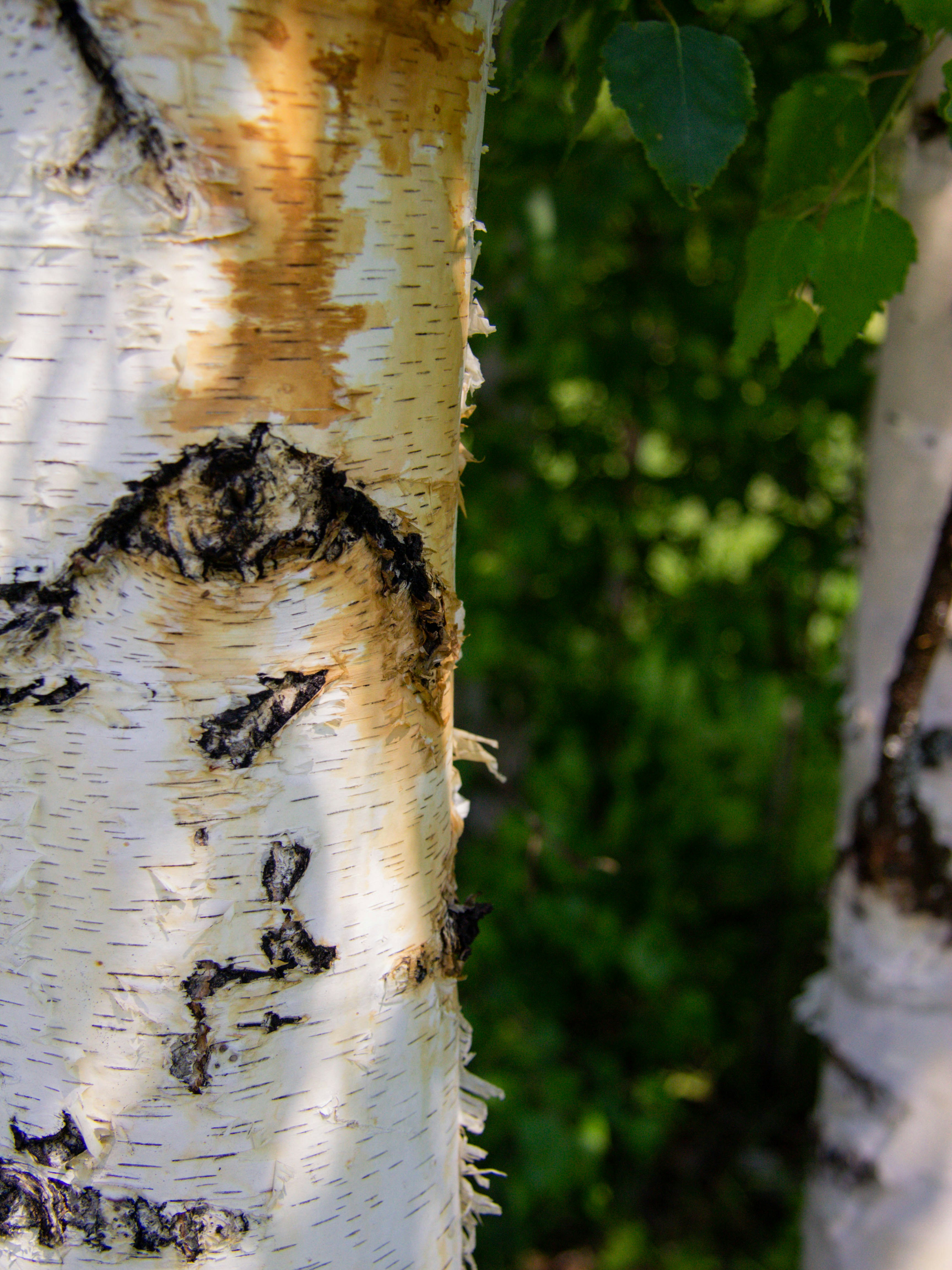 Birch Bark Portrait: Sunlit Trunk Framed by Emerald Canopy