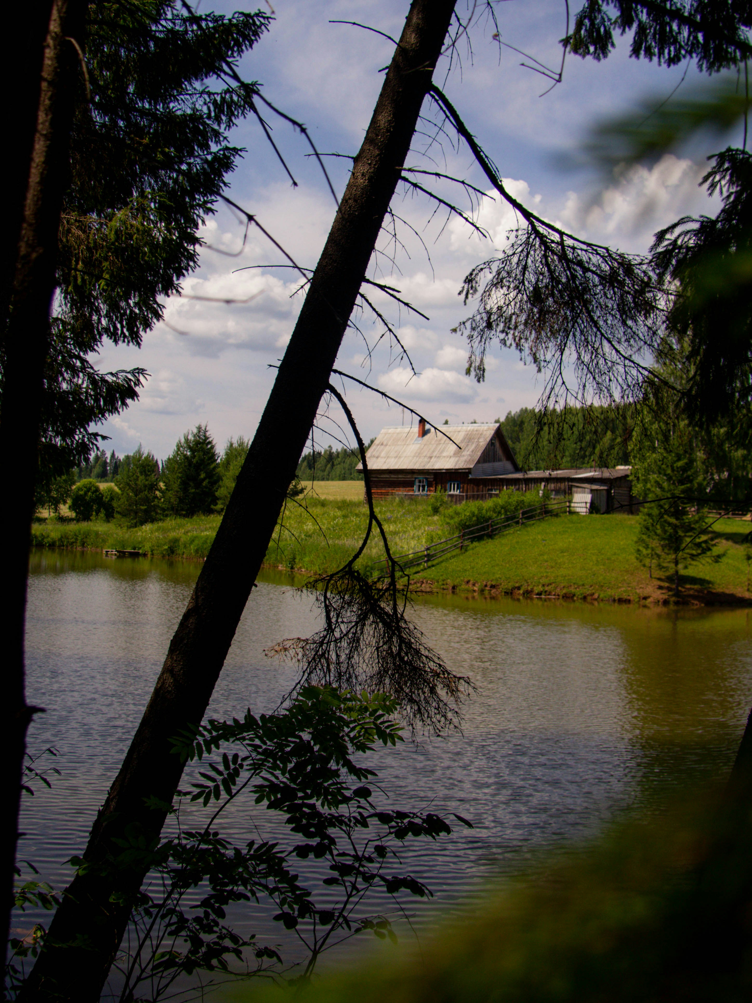 Shoreline Homestead Framed by Weeping Pines