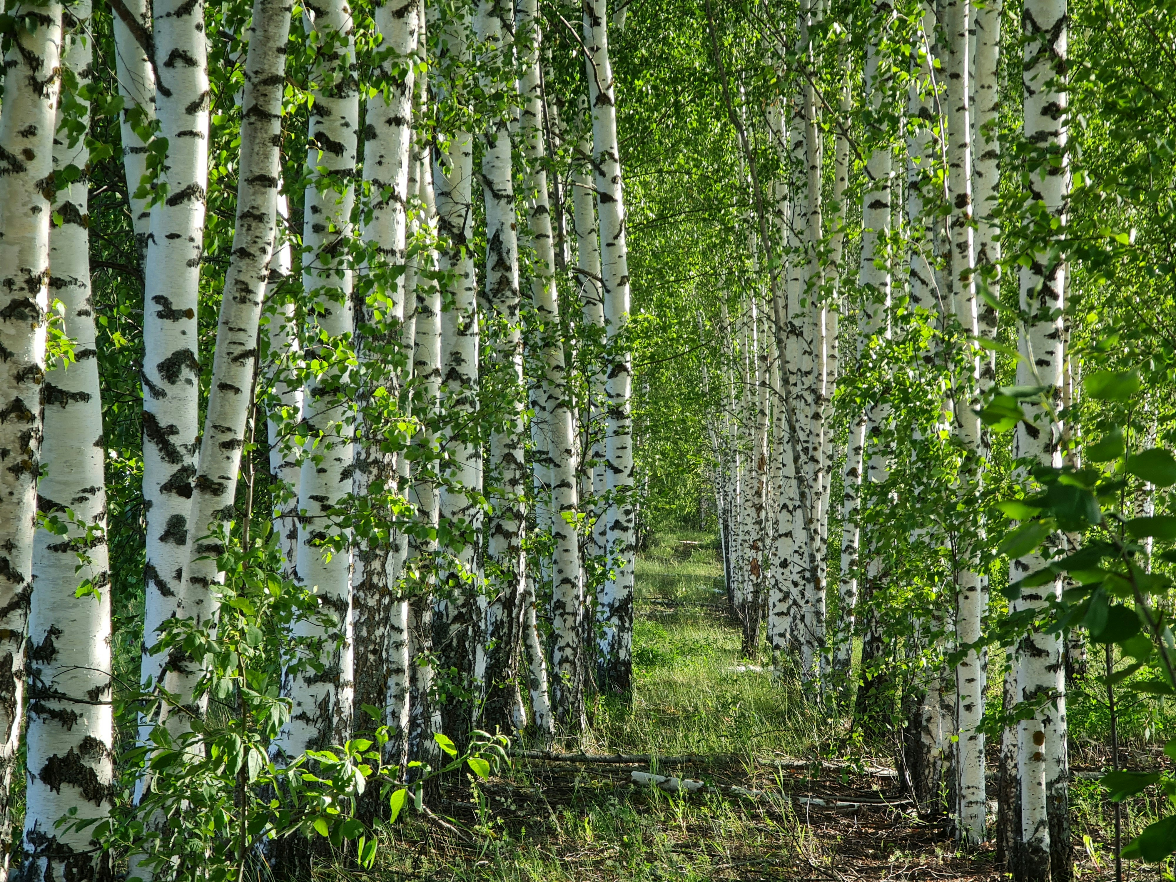 Une forêt d’arbres blancs photo – Photo Kazan Gratuite sur Unsplash