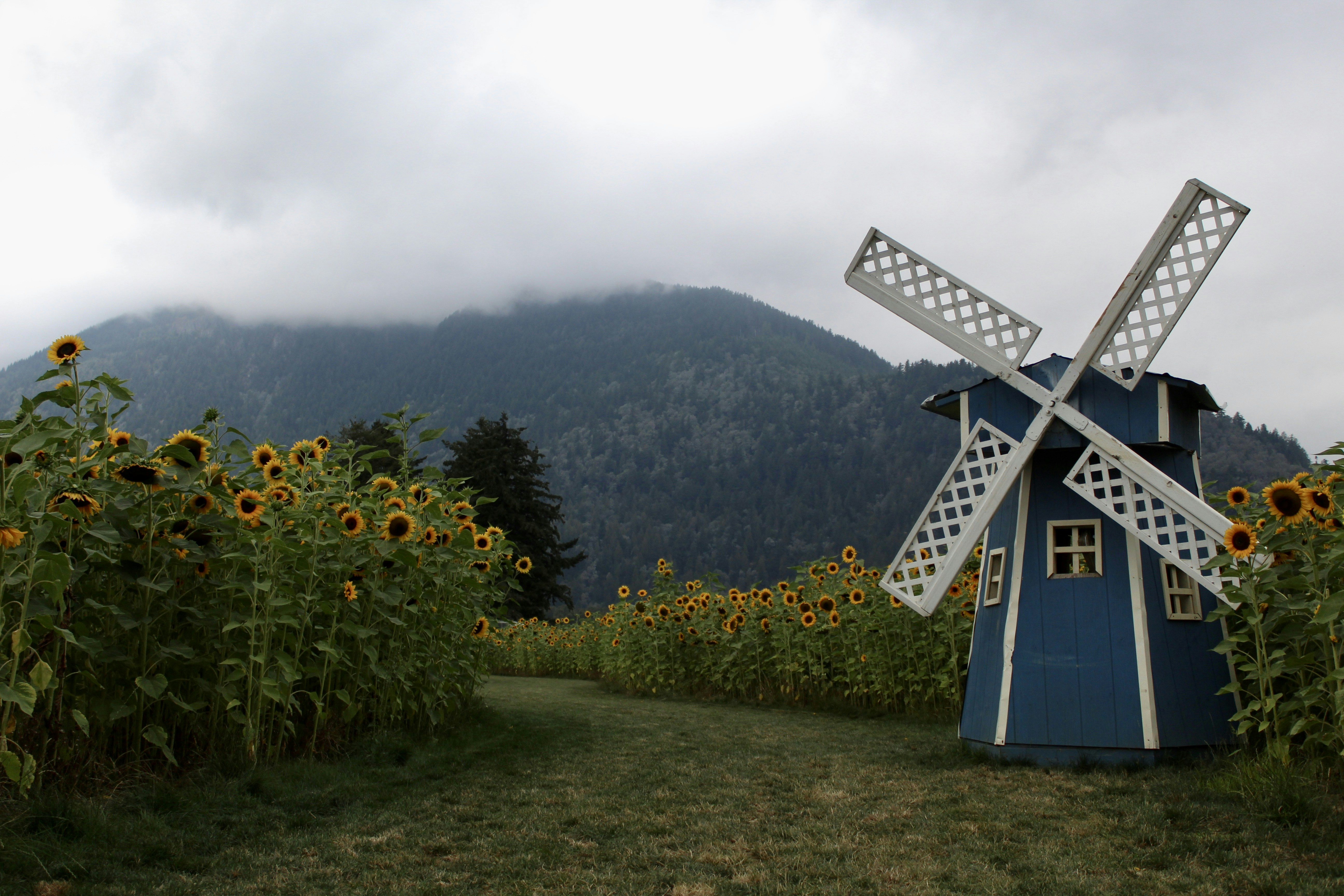 A windmill in a field photo – Free Grey Image on Unsplash
