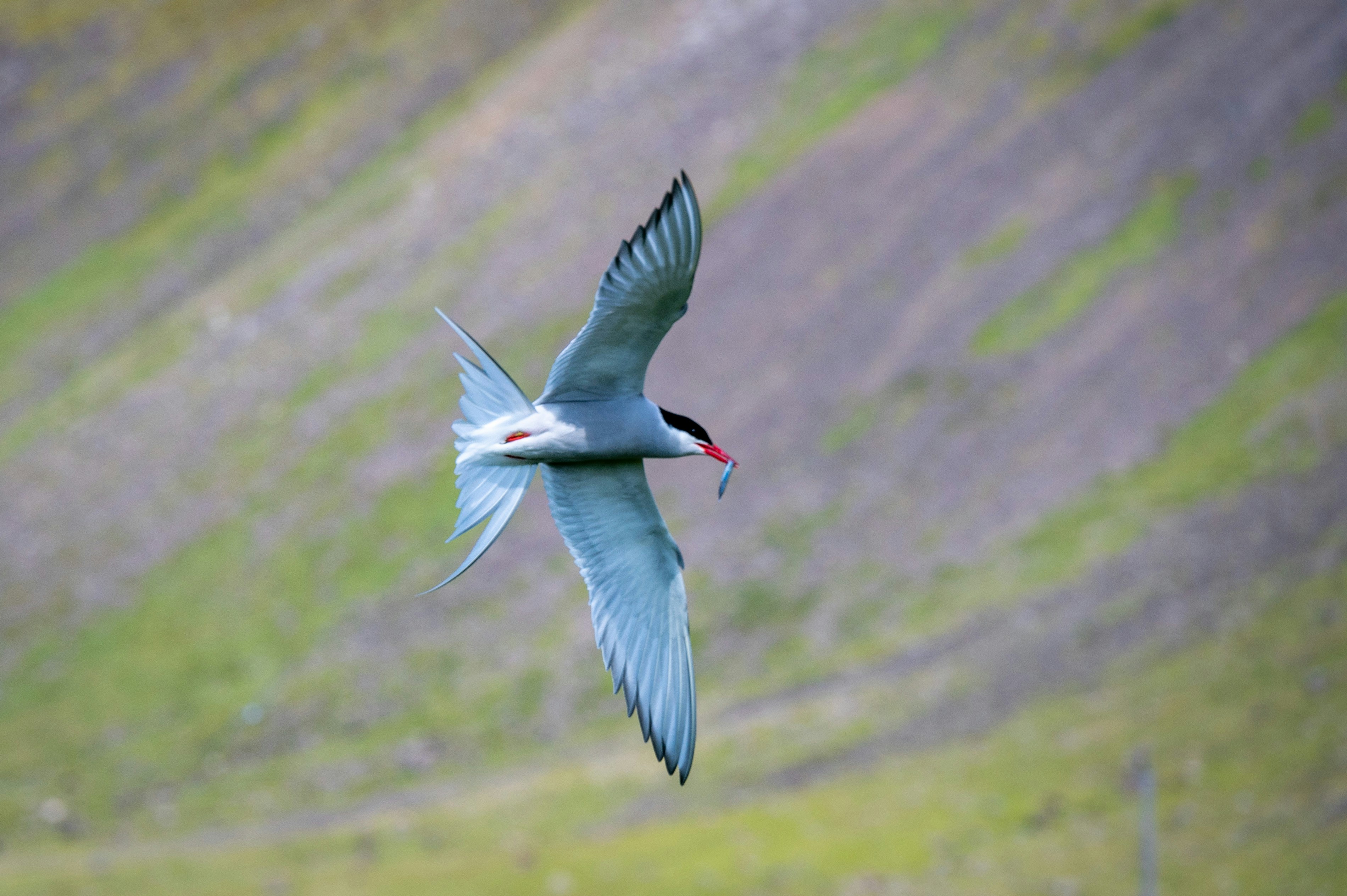 Red-beaked Tern Skims the Wind Over a Quiet Meadow Slope