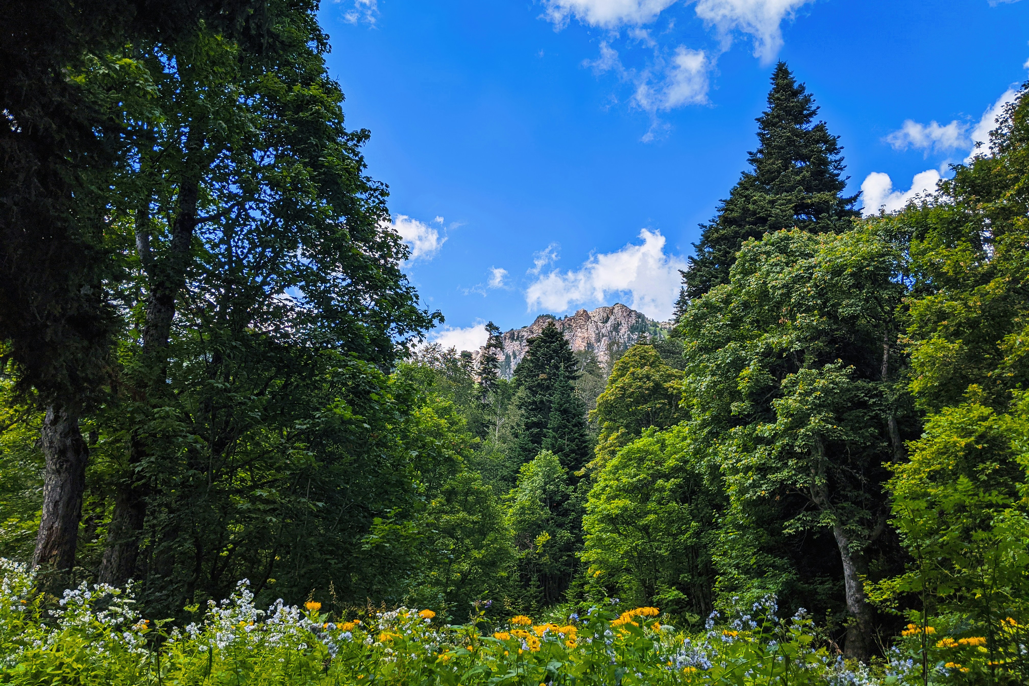Sunlit Alpine Meadow Framing a Distant Peak
