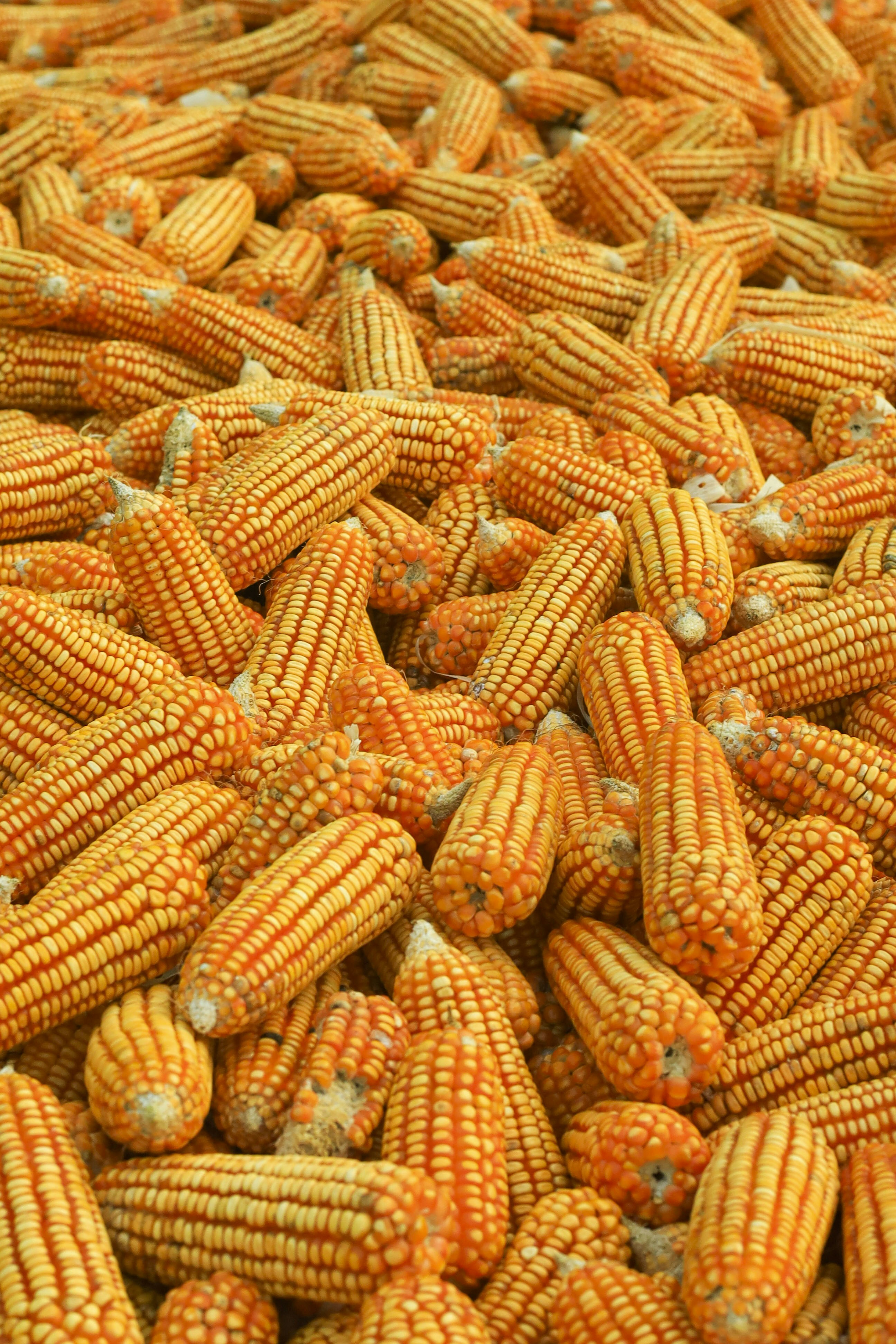 A vibrant collection of golden corn cobs stacked densely, showcasing the rich texture and color of freshly harvested maize.
