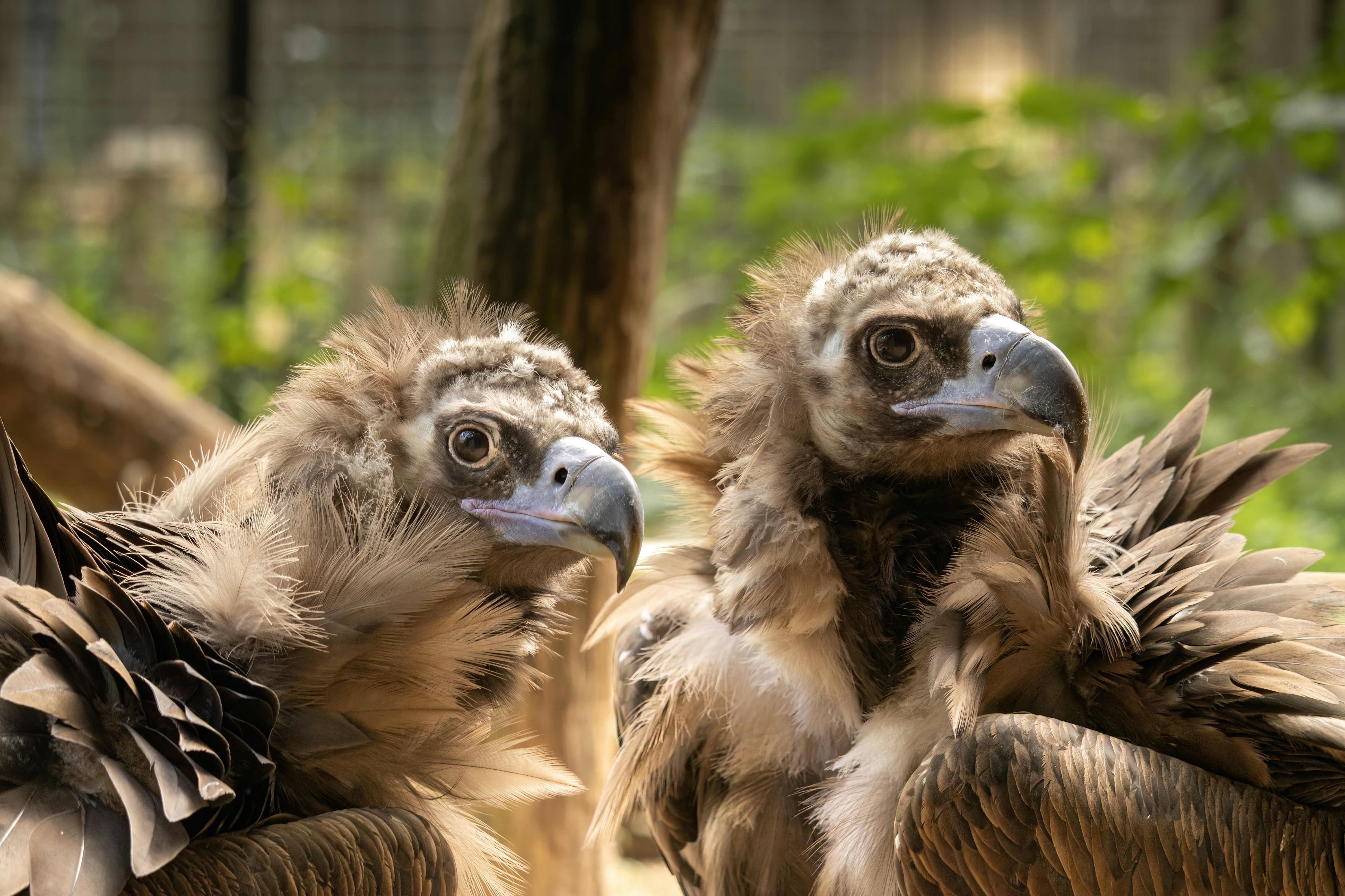 Two juvenile birds with fluffy brown plumage gaze toward the camera, set against a softly blurred enclosure background.