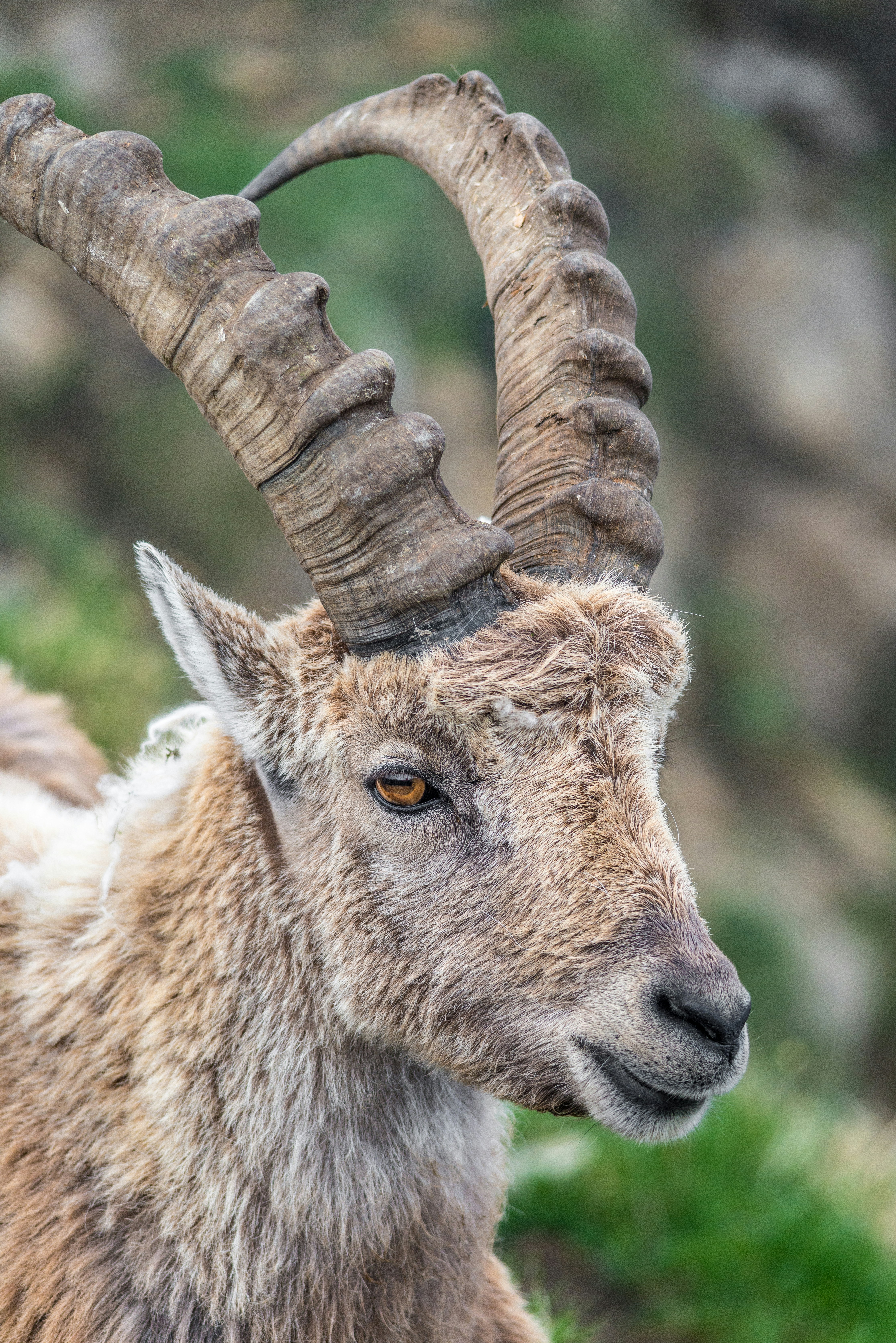 Young alp ibex portrait