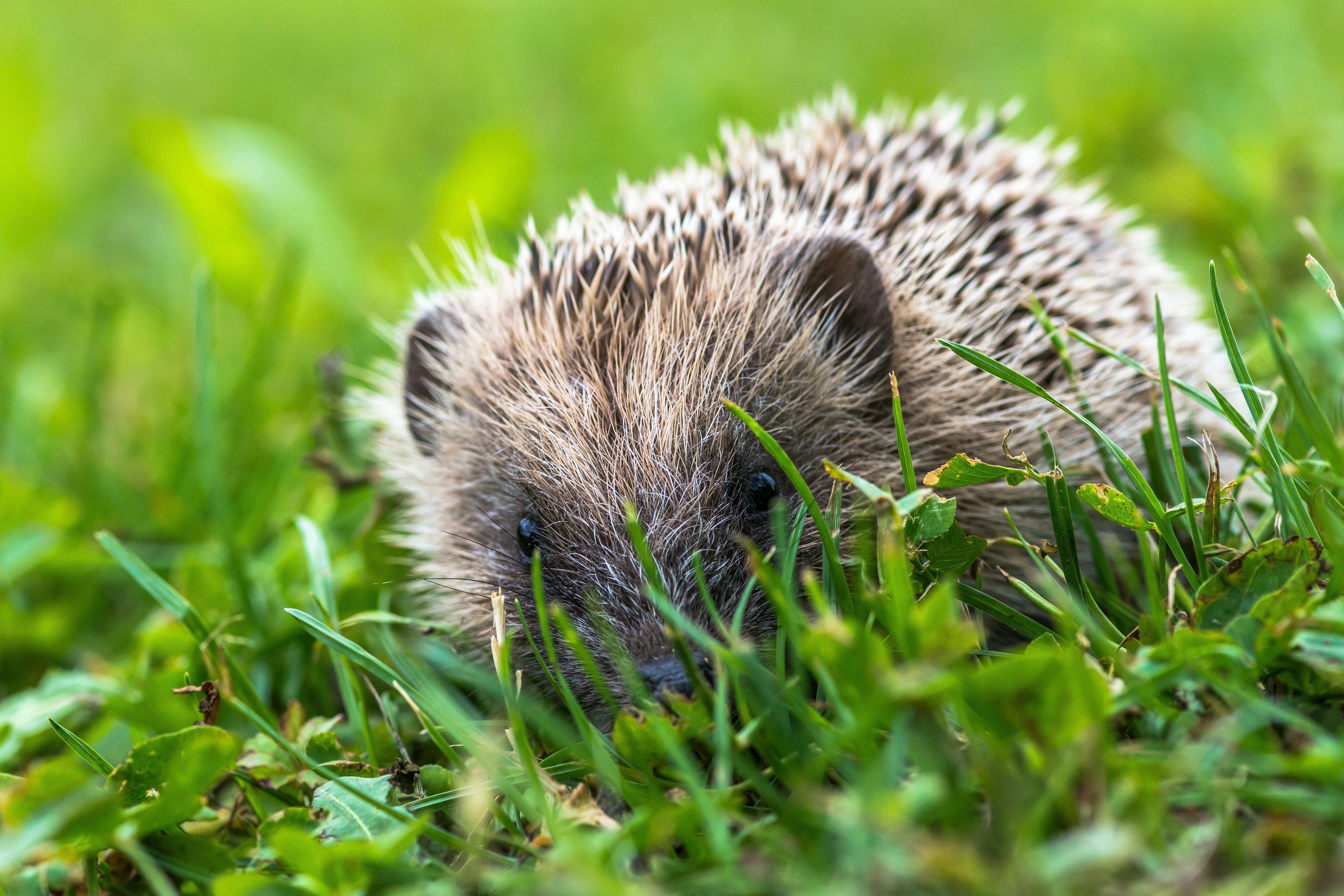 Hedgehog Burrowed in a Patch of Fresh Green