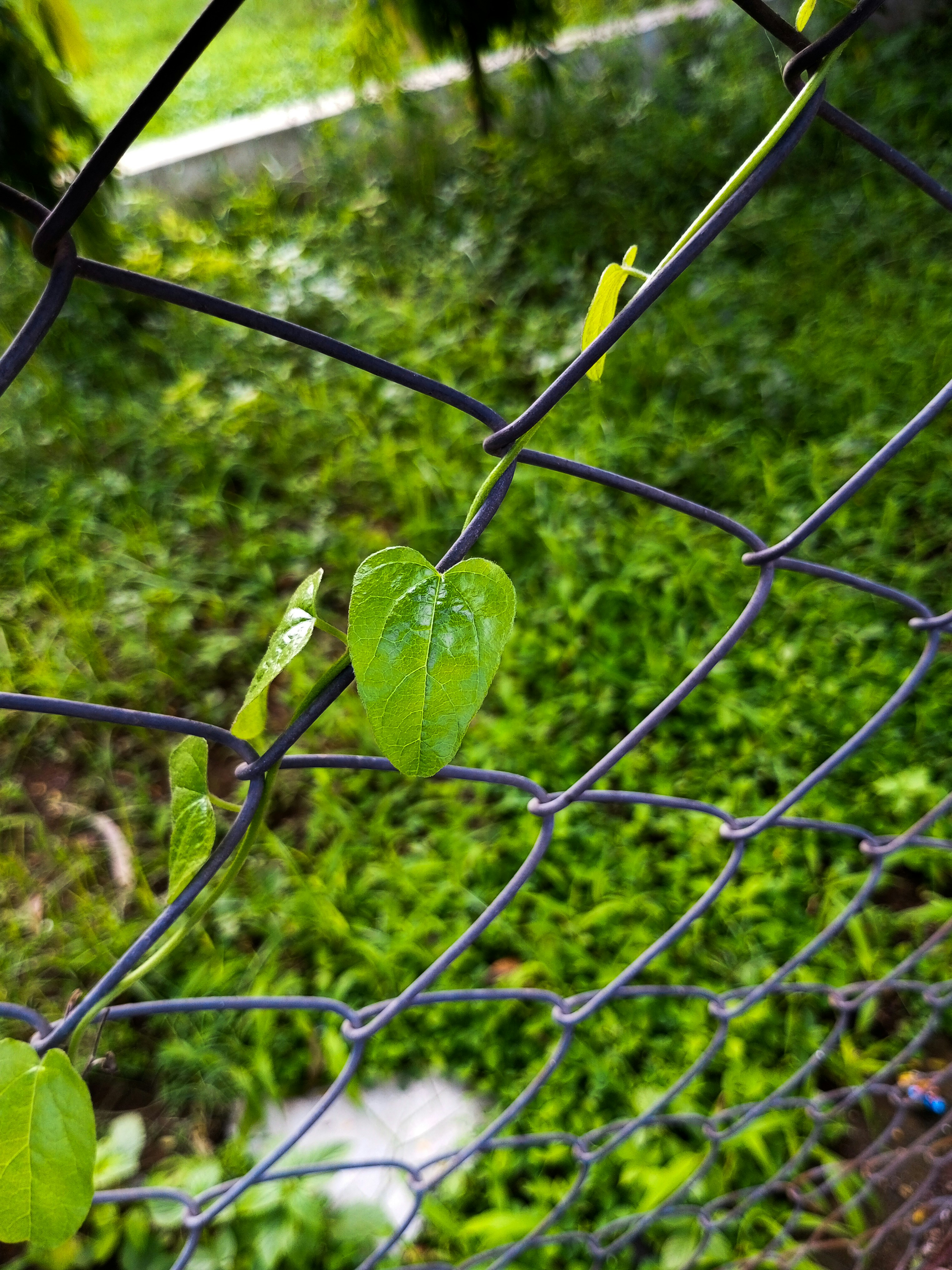 a green leaf on a fence