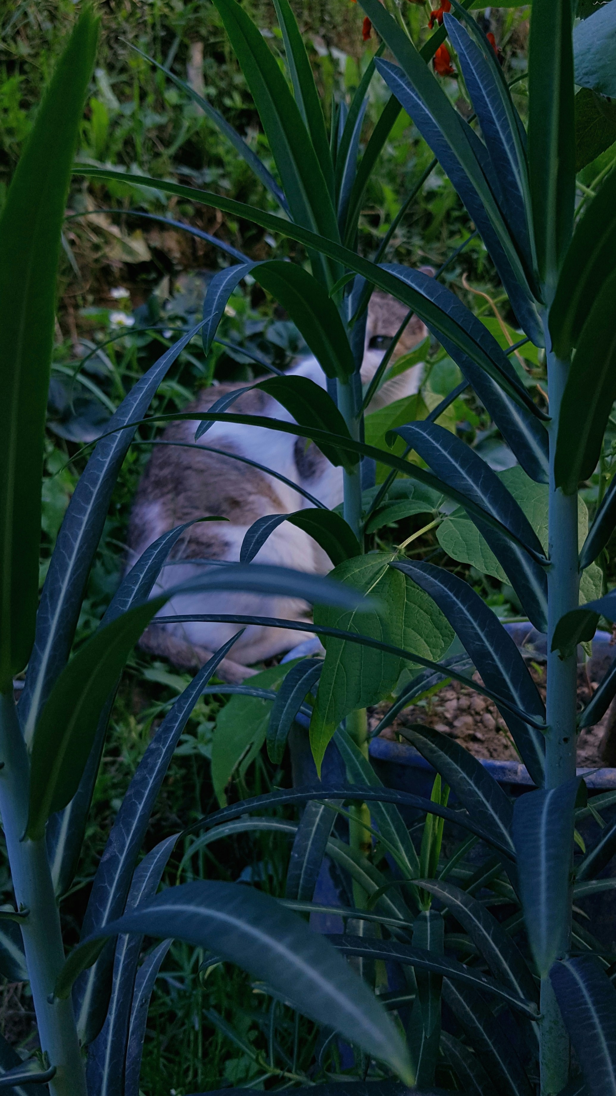 Whiskers in the Green Corridor: A Cat Hidden Behind Indigo Leaves