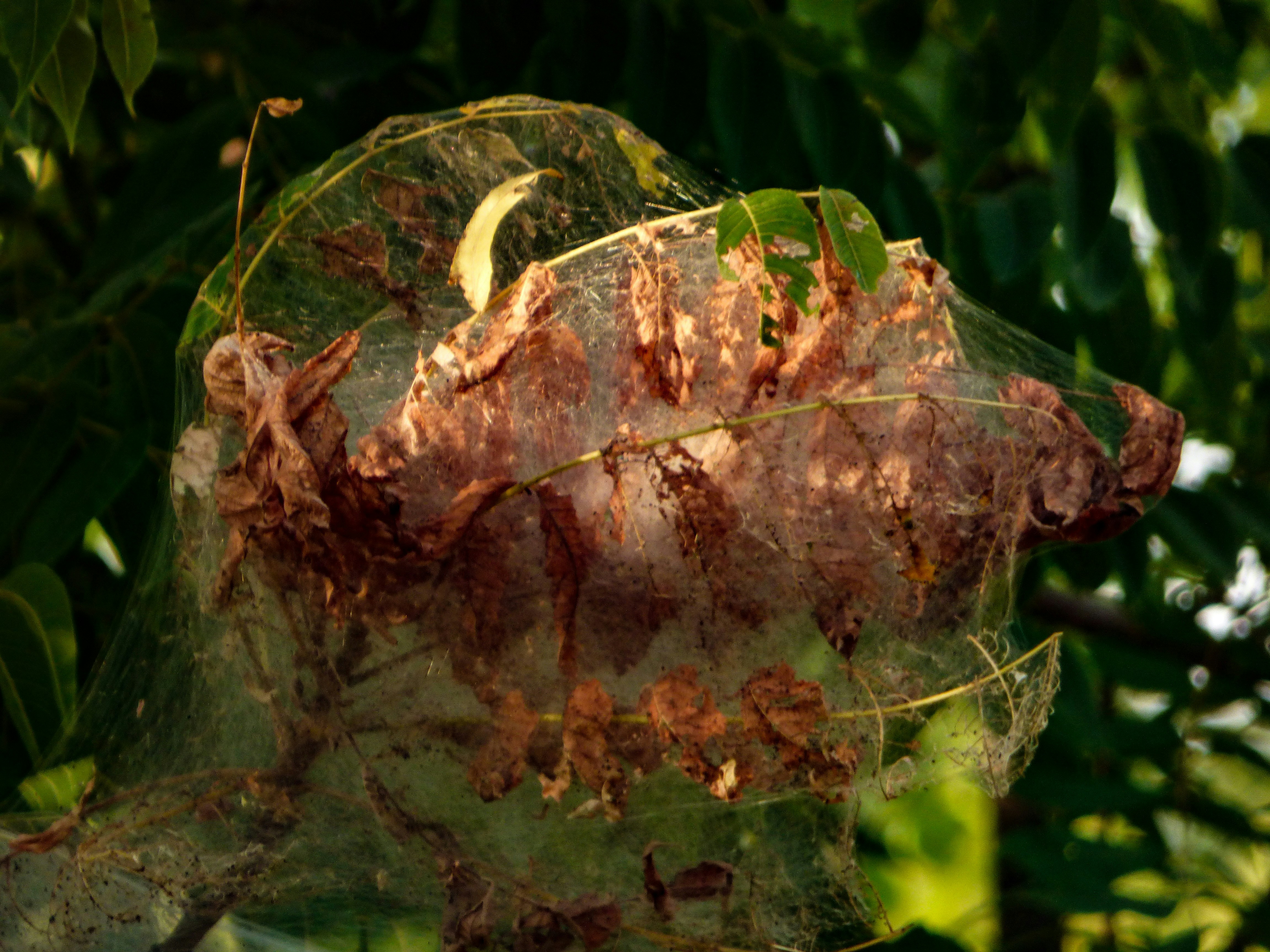 Close-up photo of a leaf-laden spider web suspended among green foliage, with brown debris caught in the threads.
