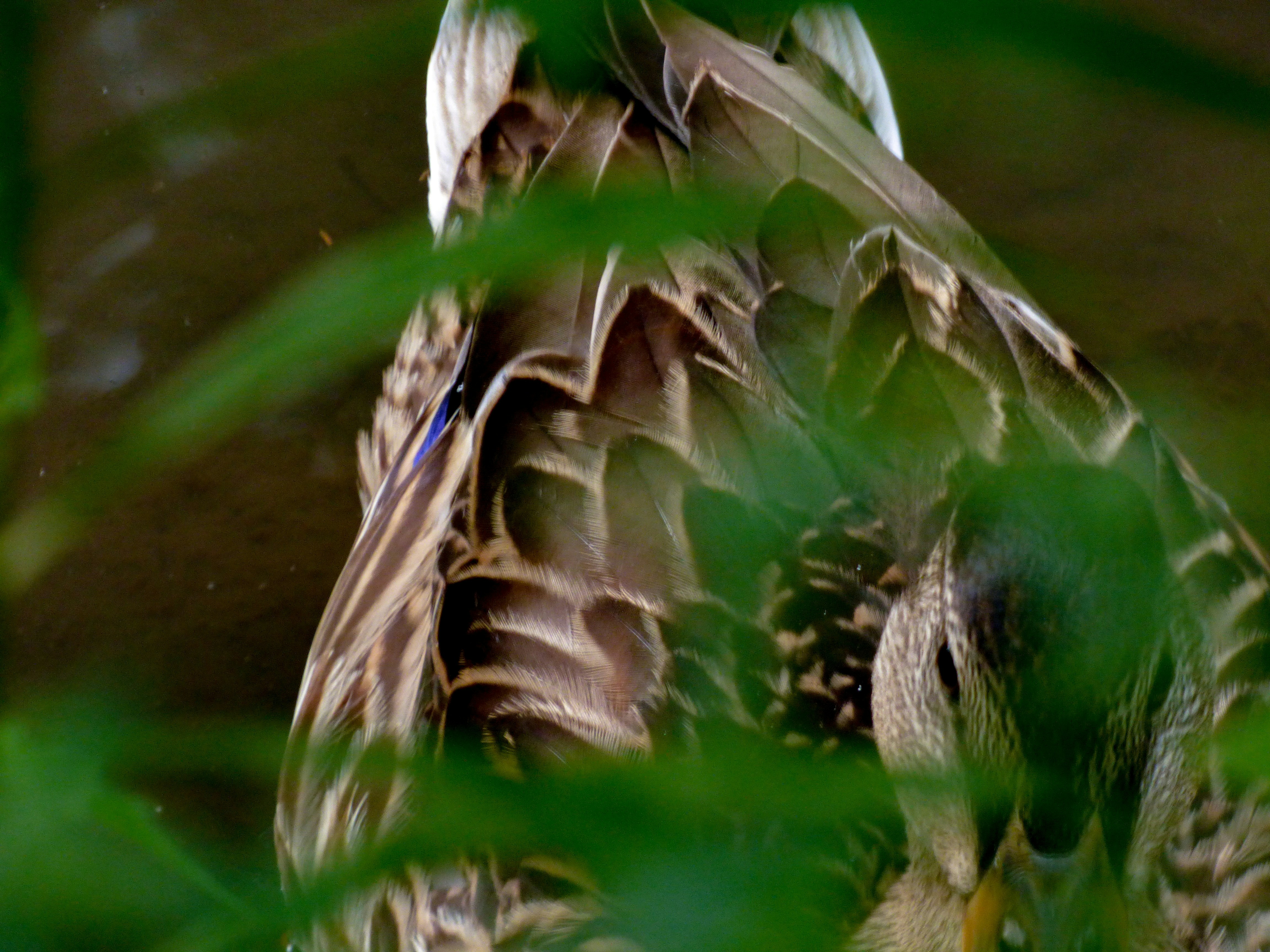a close up of a plantEirene Thoms