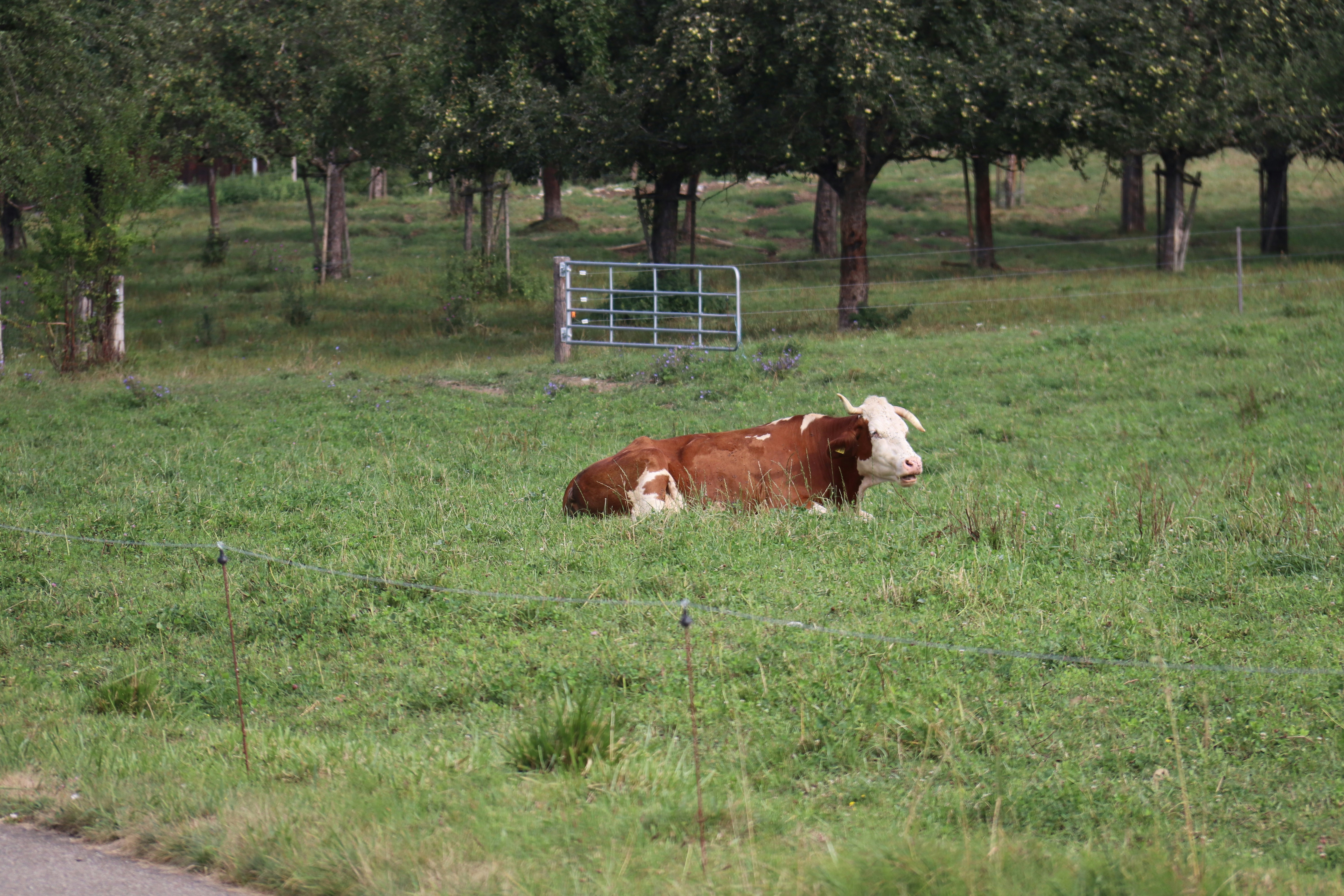 A couple of cows lay in a grassy field photo – Free Bodensee Image on ...