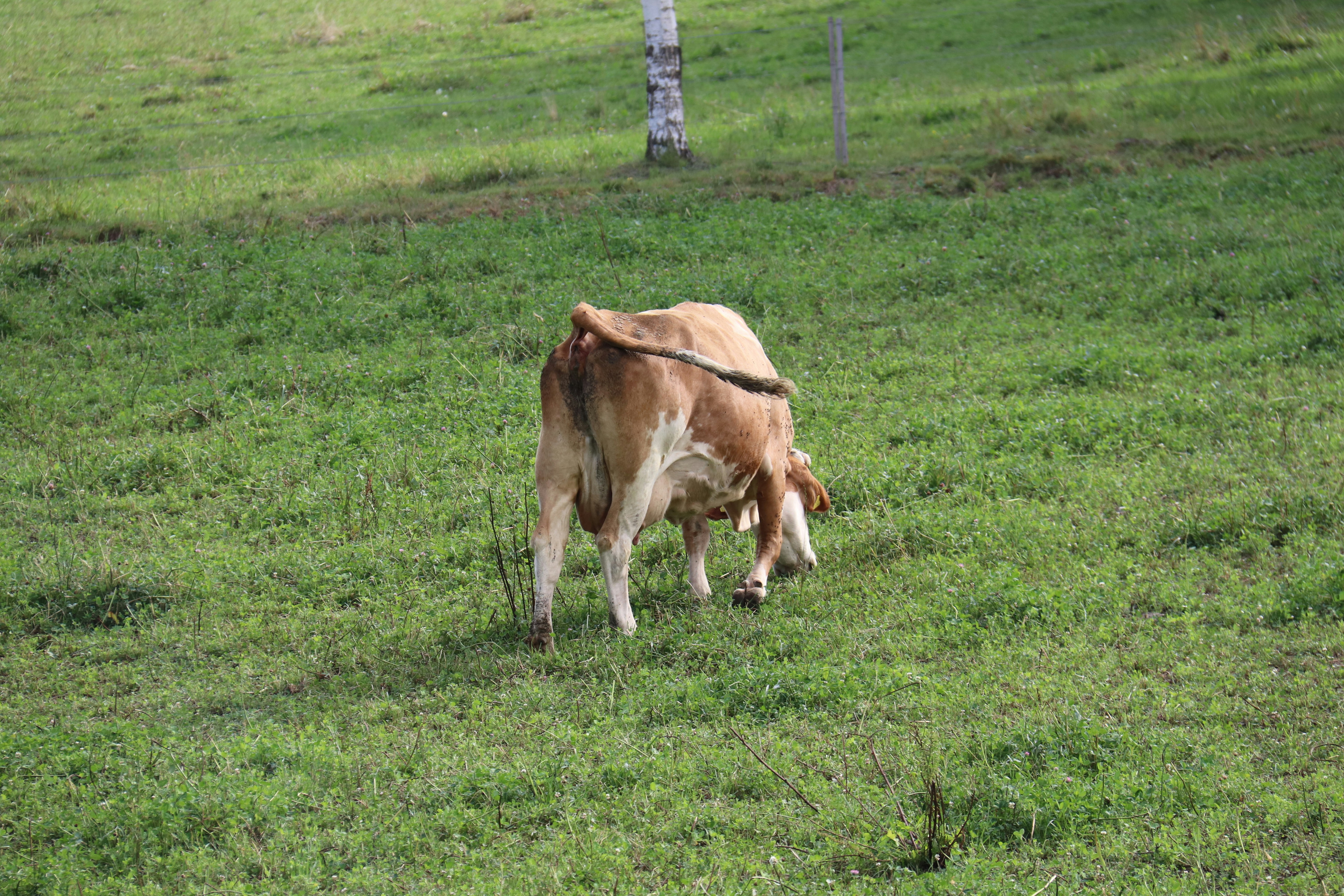 Grazing in a Quiet Meadow: A Brown Cow Anchors the Field