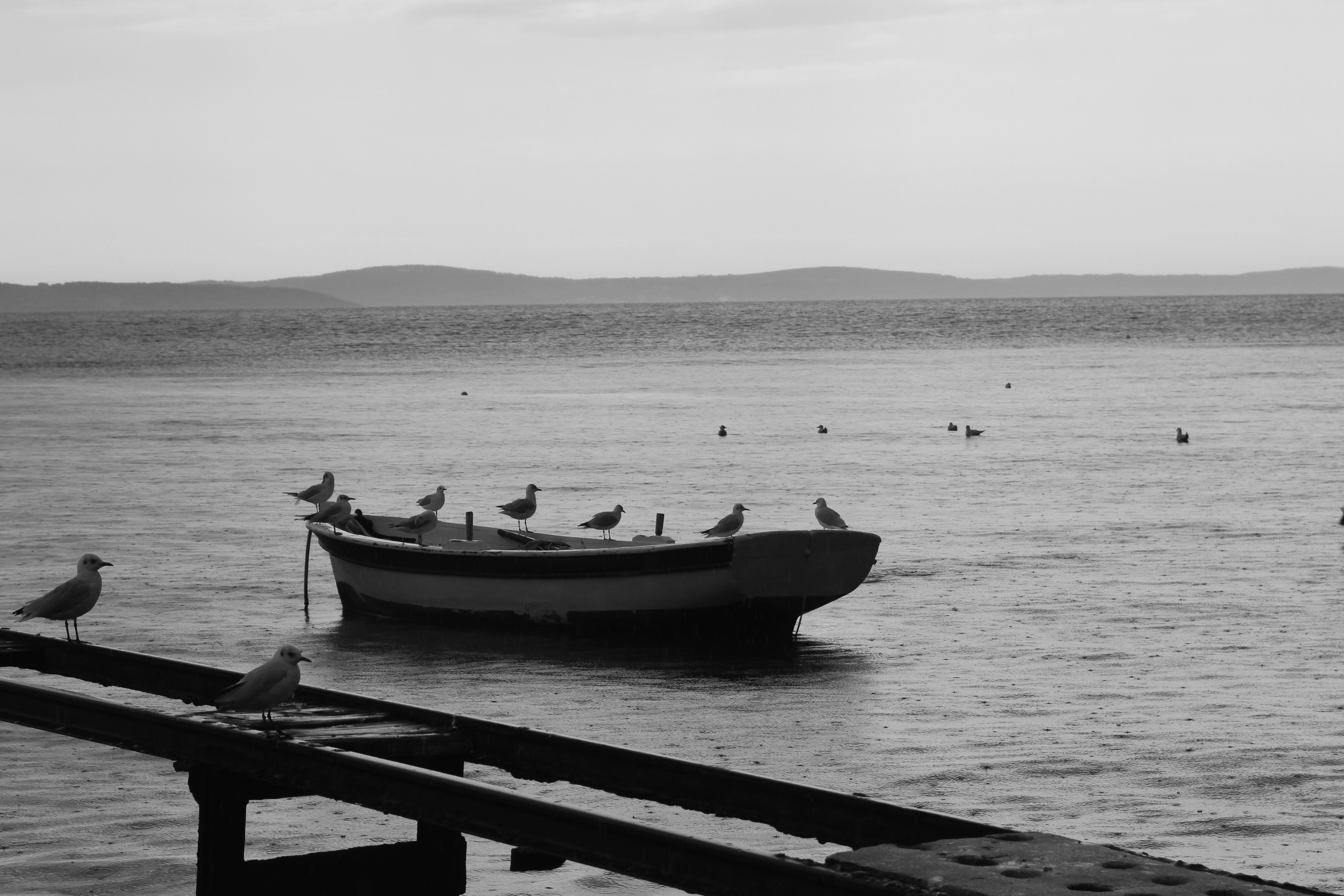 A solitary boat rests on calm waters, surrounded by seagulls, with distant hills fading into the horizon.