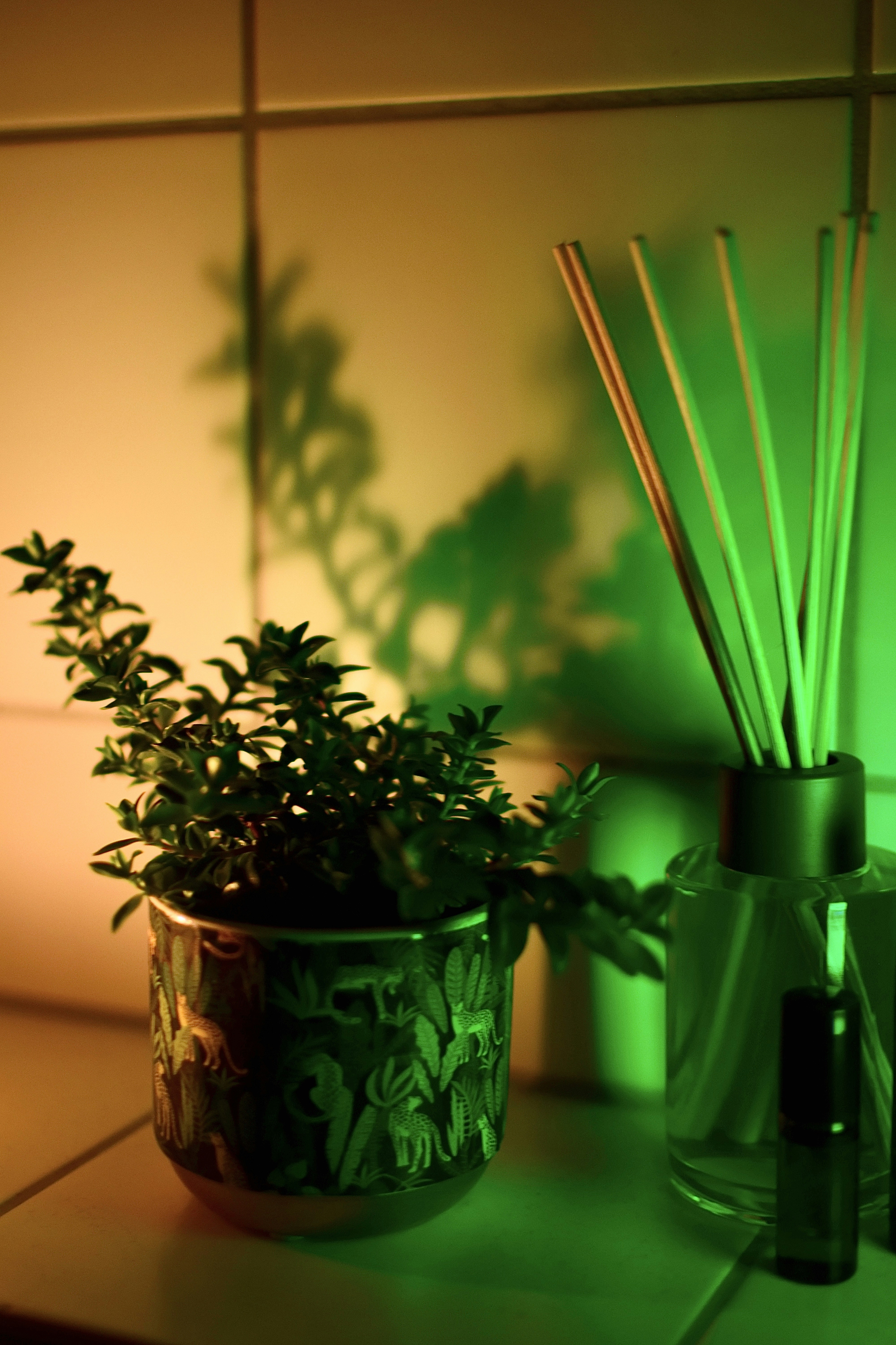 Dual-Tone Glow Illuminates a Potted Plant and Reed Diffuser