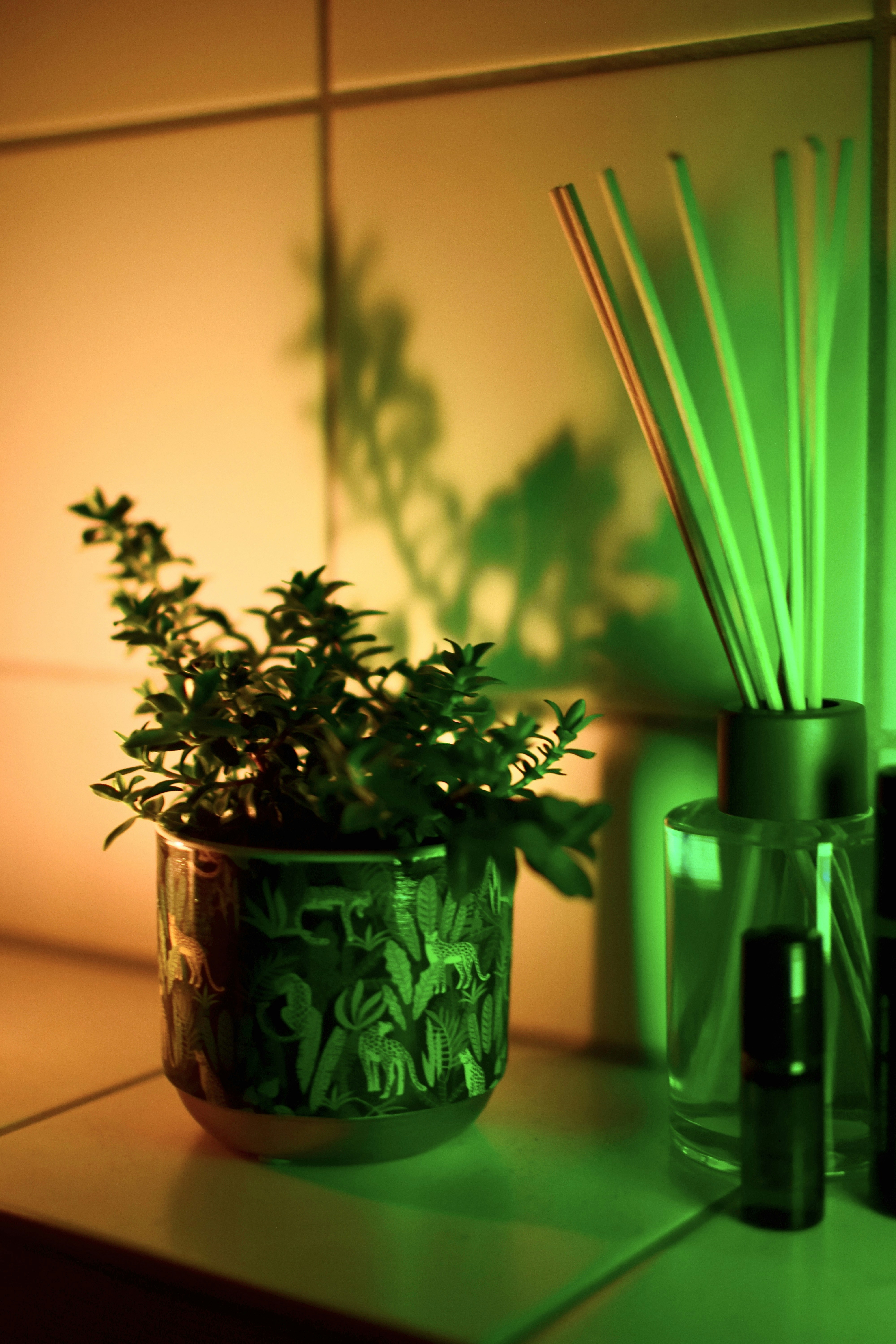Emerald Glow Beside a Patterned Pot