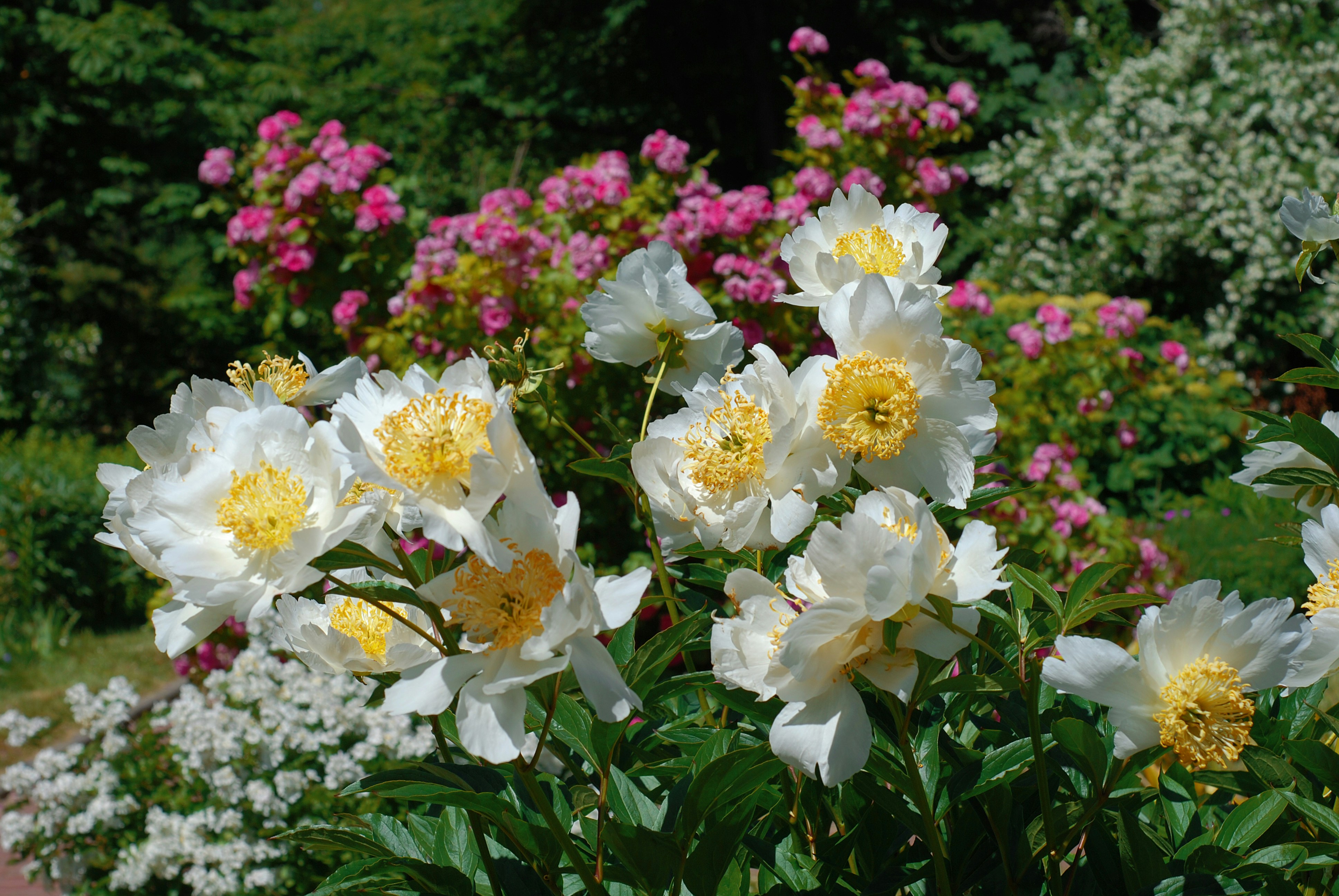 Petal Chorus: White Peonies Against a Pink Rose Backdrop