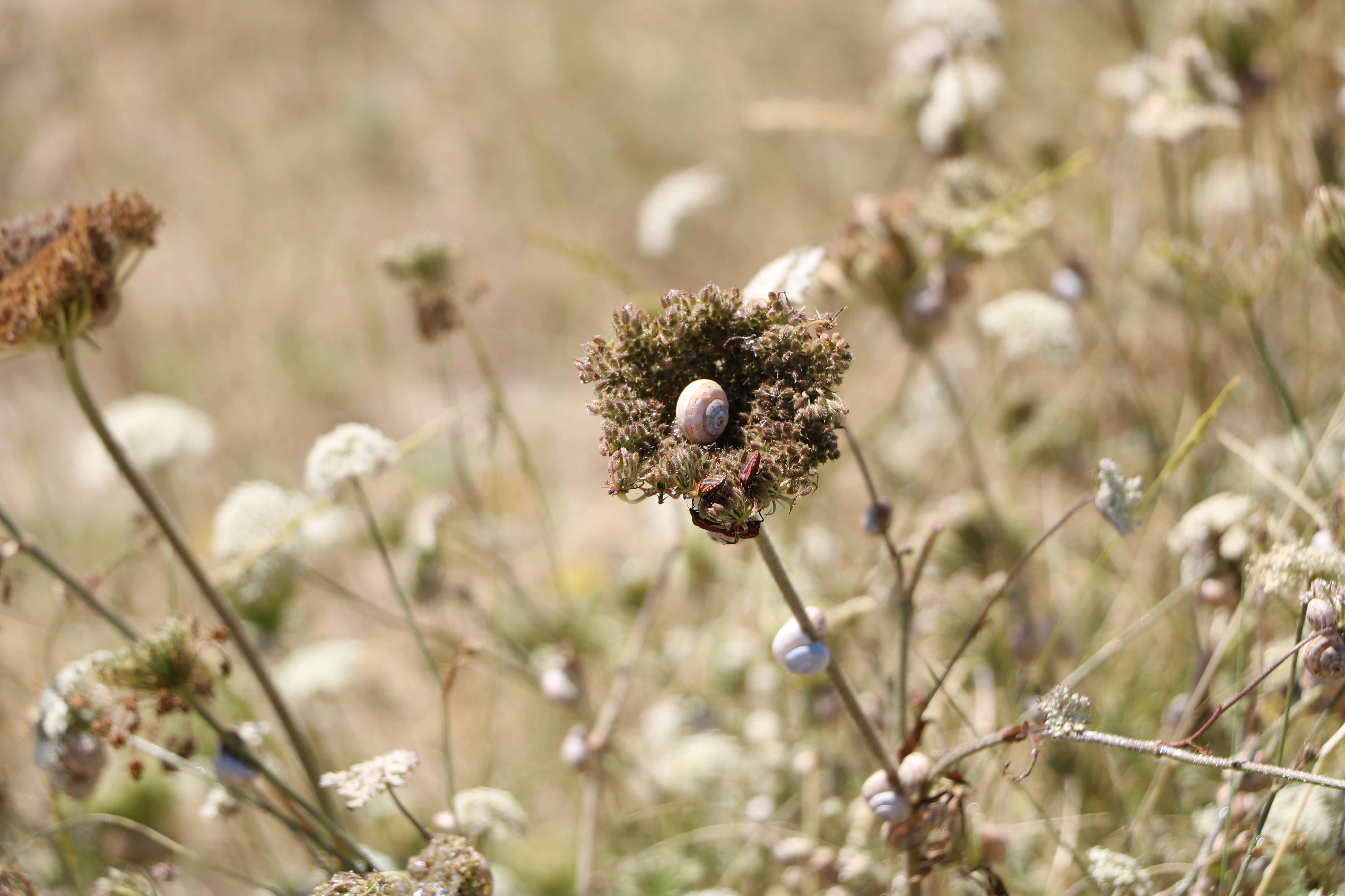 Quiet Sedge Bloom: A Seedpod Centered in Soft Field Light