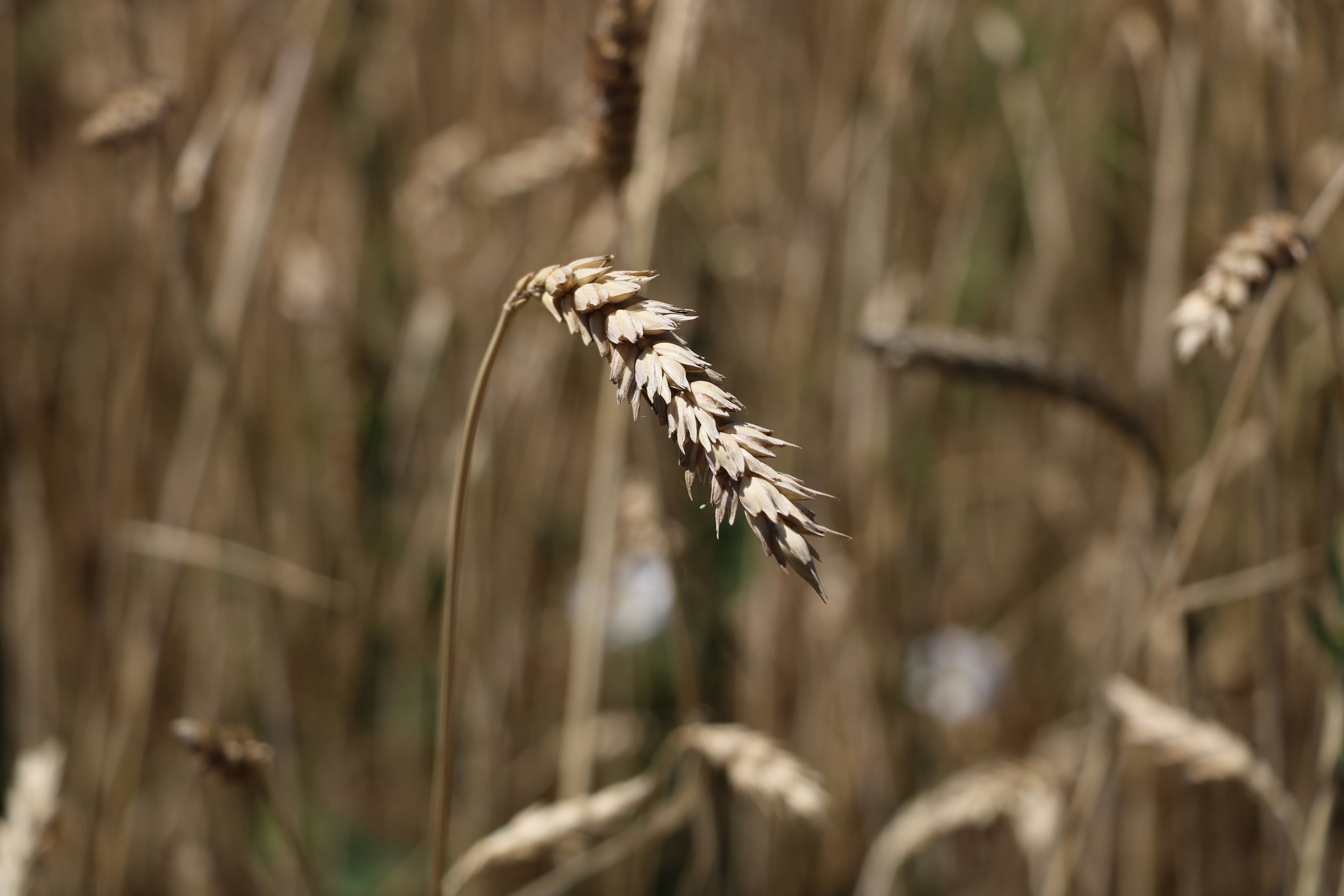 Whispers of the Harvest