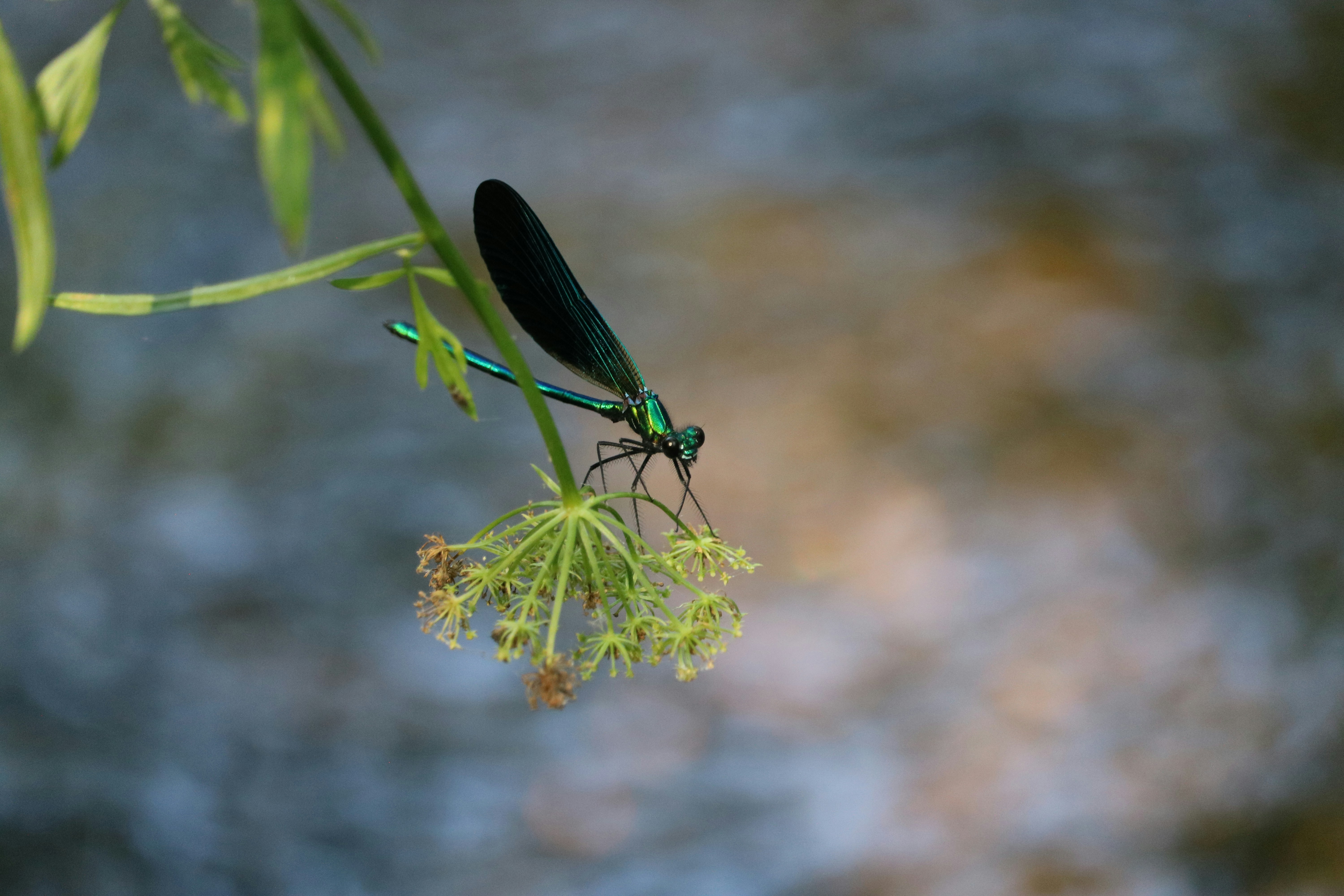 Emerald damselfly perched on delicate flowers above a softly blurred water background.