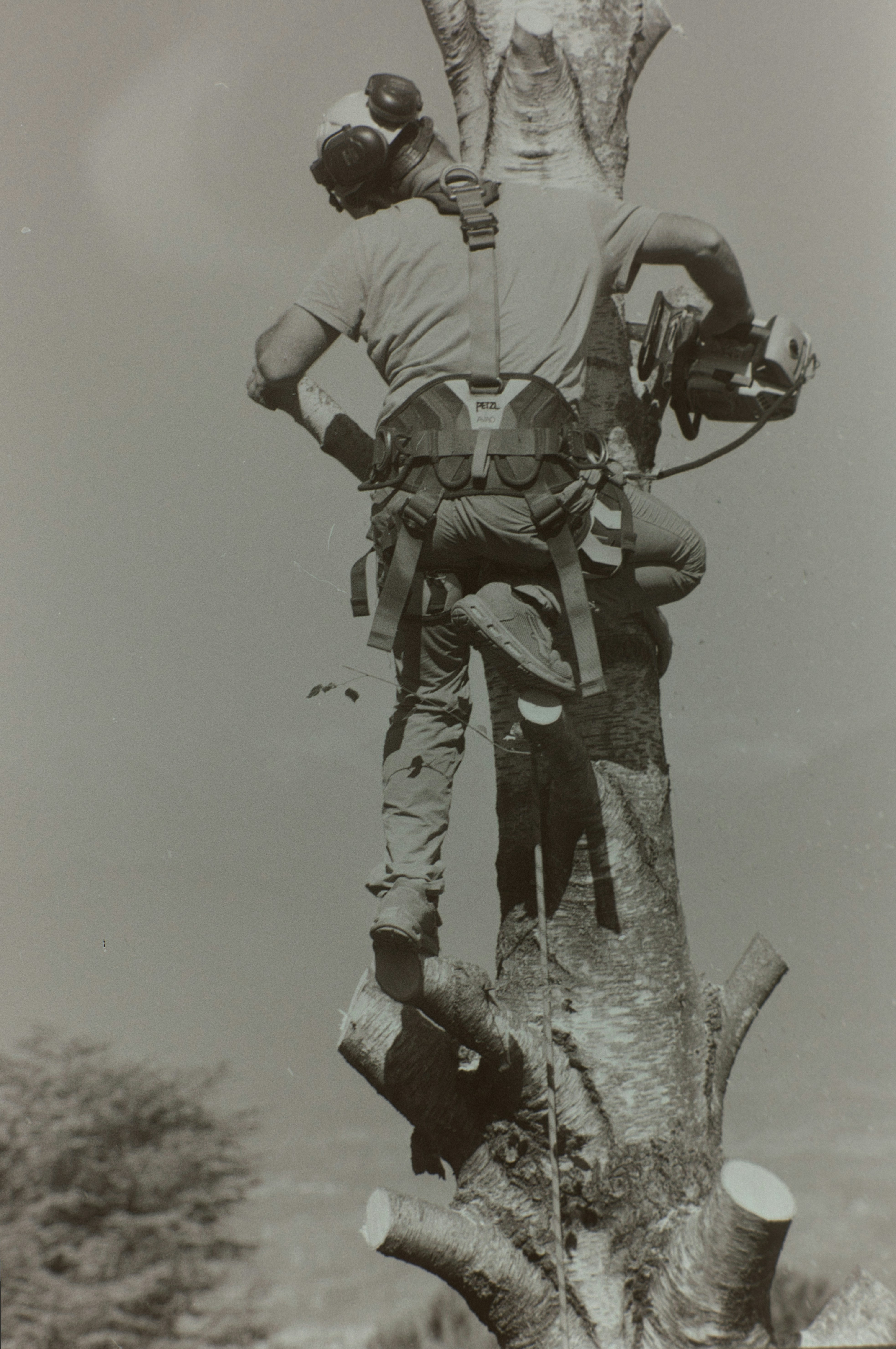 A man climbing a tree photo – Free Turin Image on Unsplash