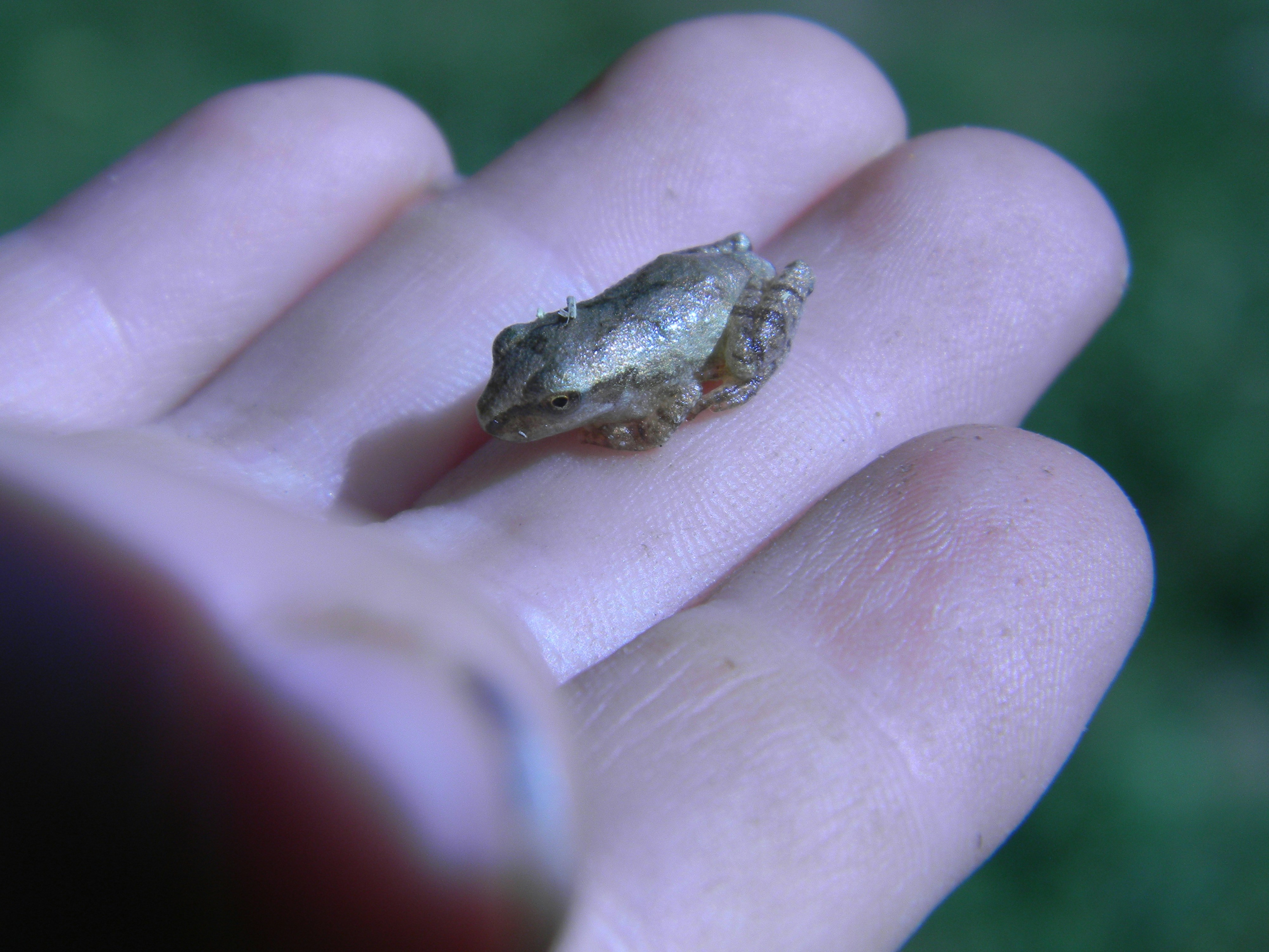 Macro photograph of a tiny frog perched on a fingertip with a softly blurred green background.
