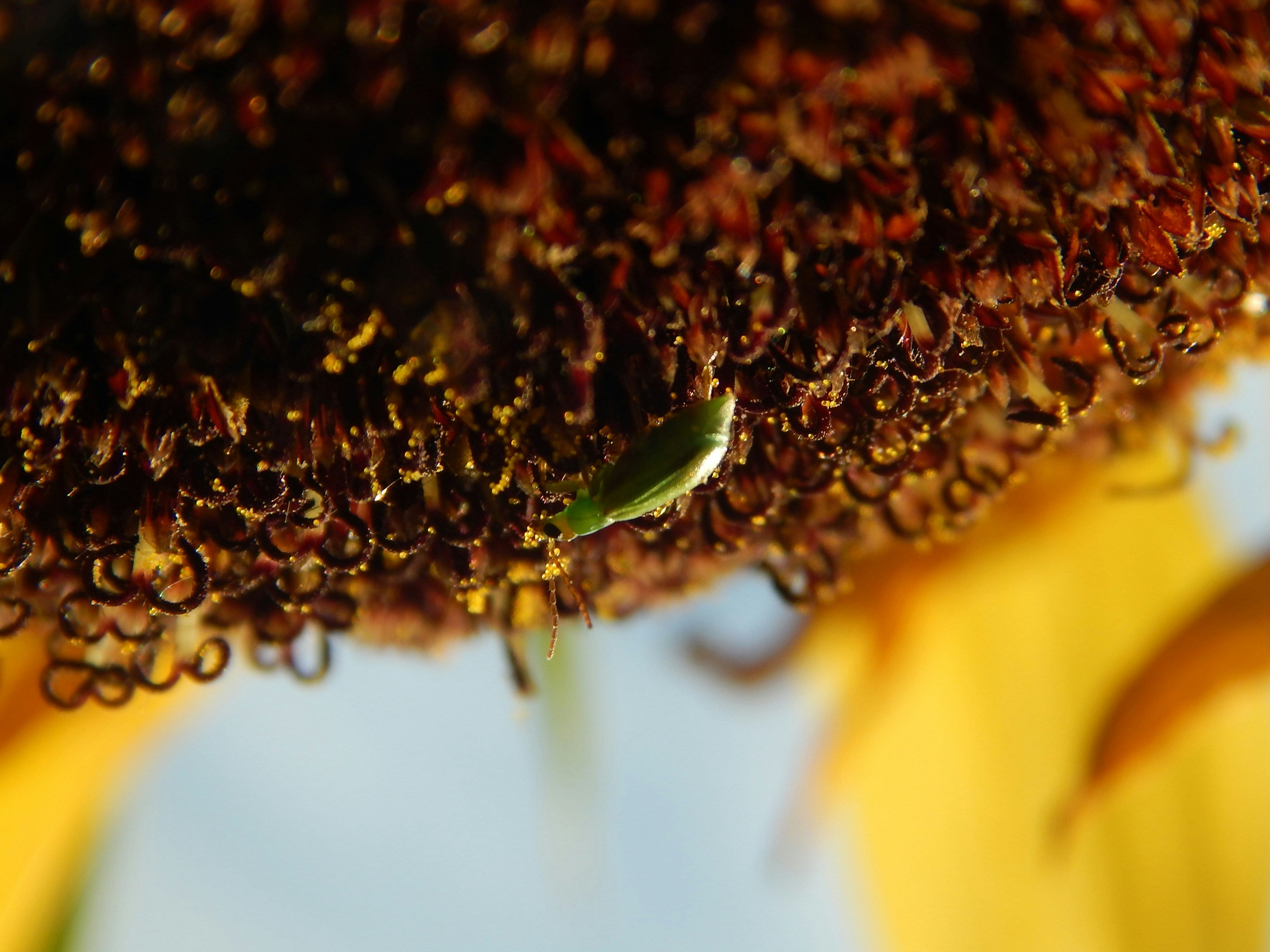 Emerald Speck in the Sunflower Core