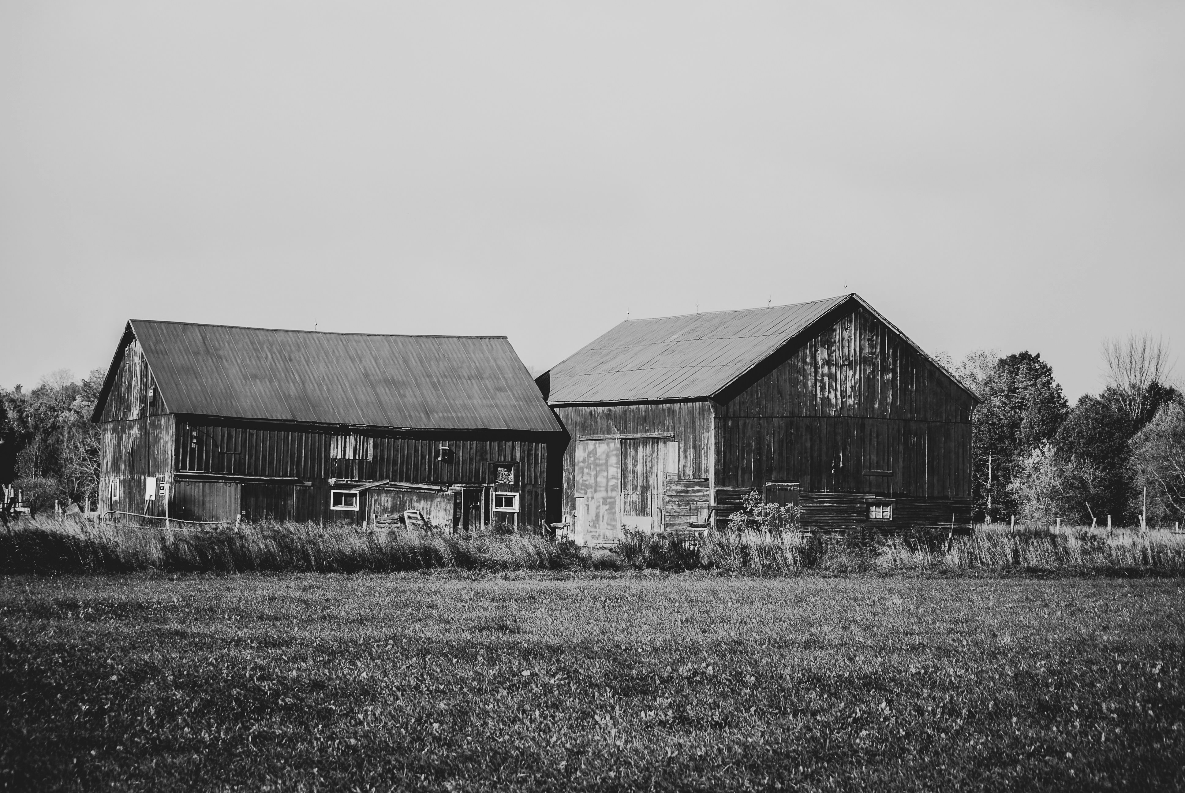 Black and white photograph of two weathered barns standing in an open field under an overcast sky.