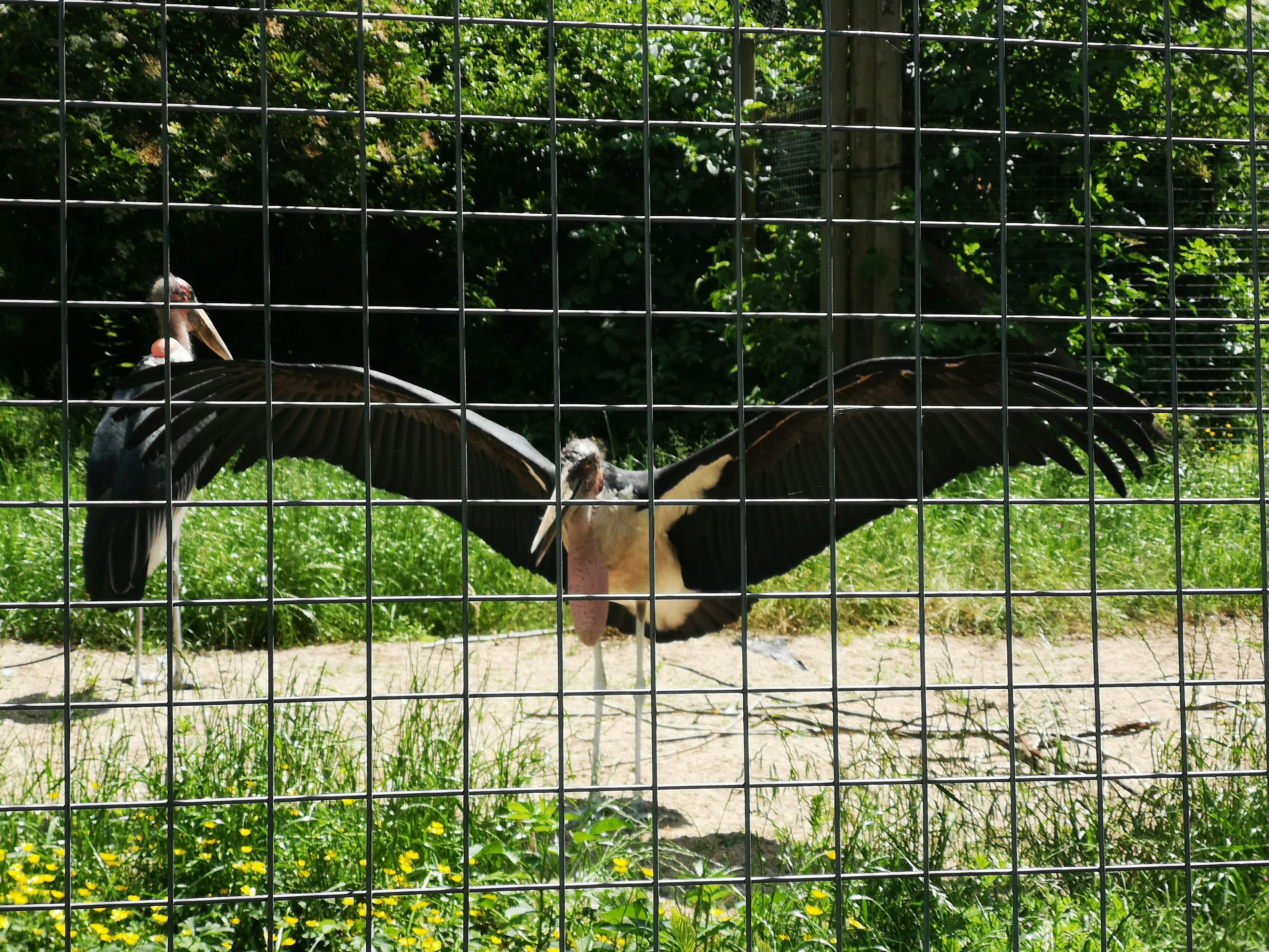 Winged Stance: A Crane Spreads Its Wings Behind a Fence