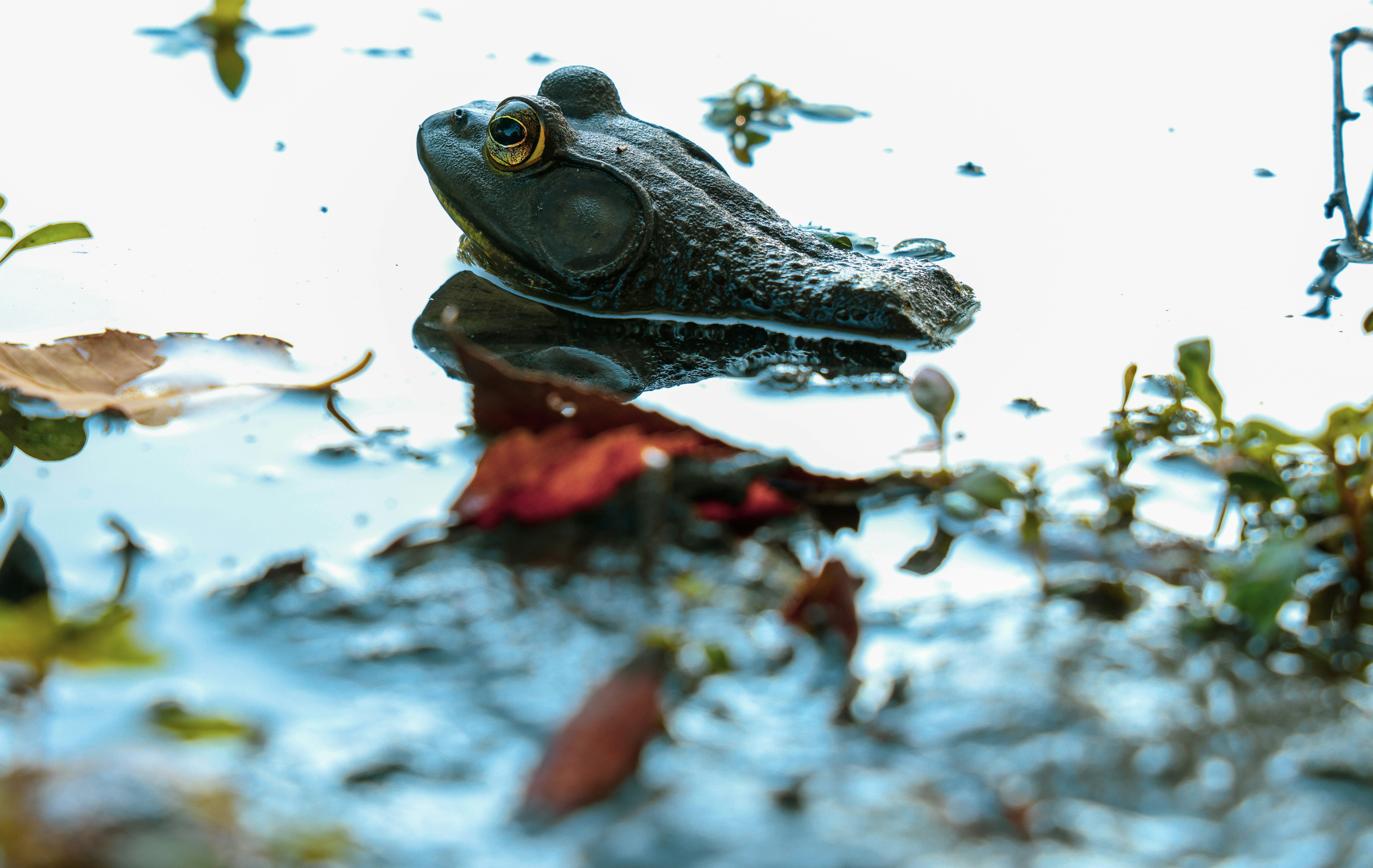 Bullfrog Pictures | Download Free Images on Unsplash