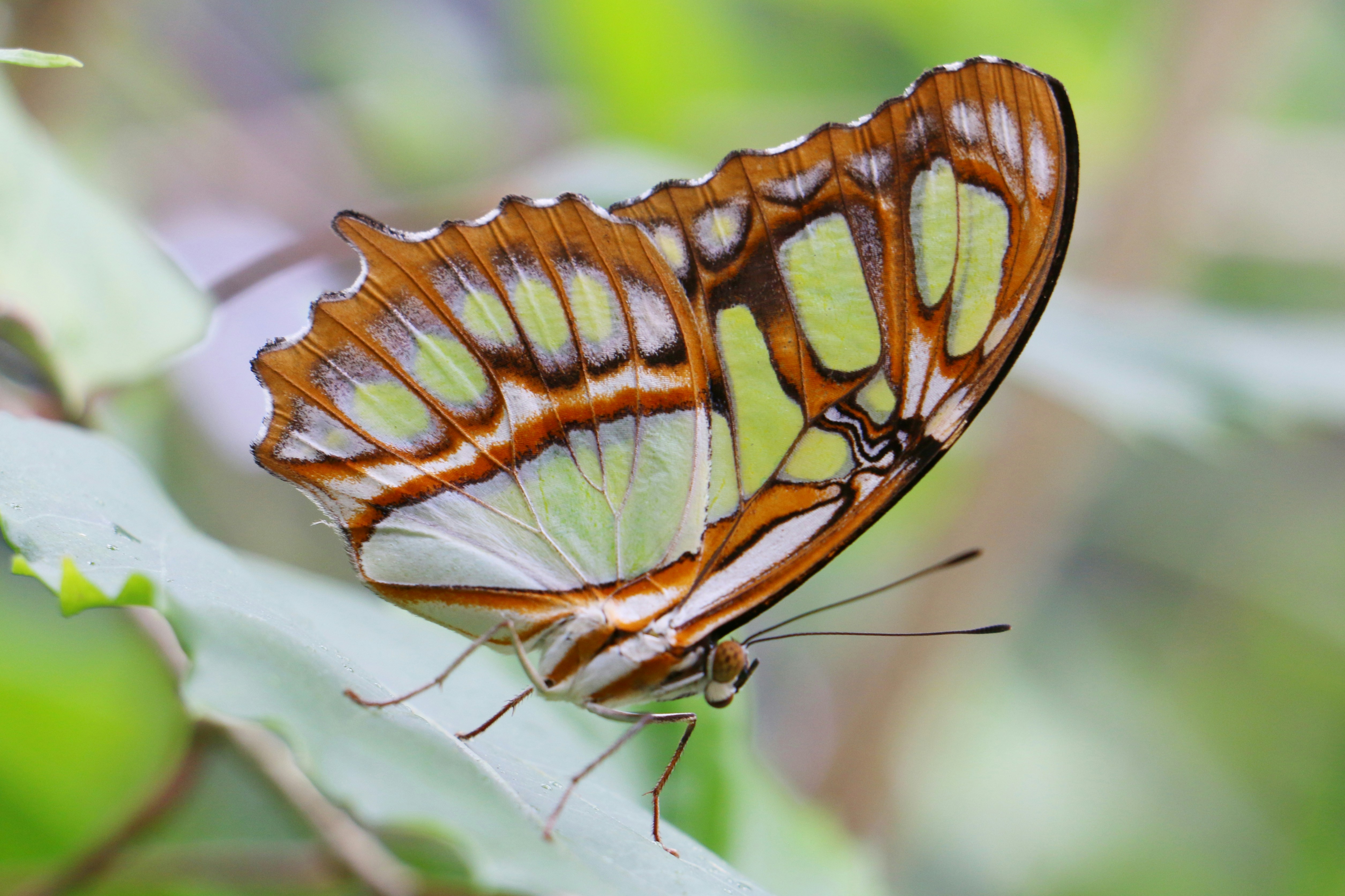 Winged Mosaic: A Swallowtail Pausing on Green