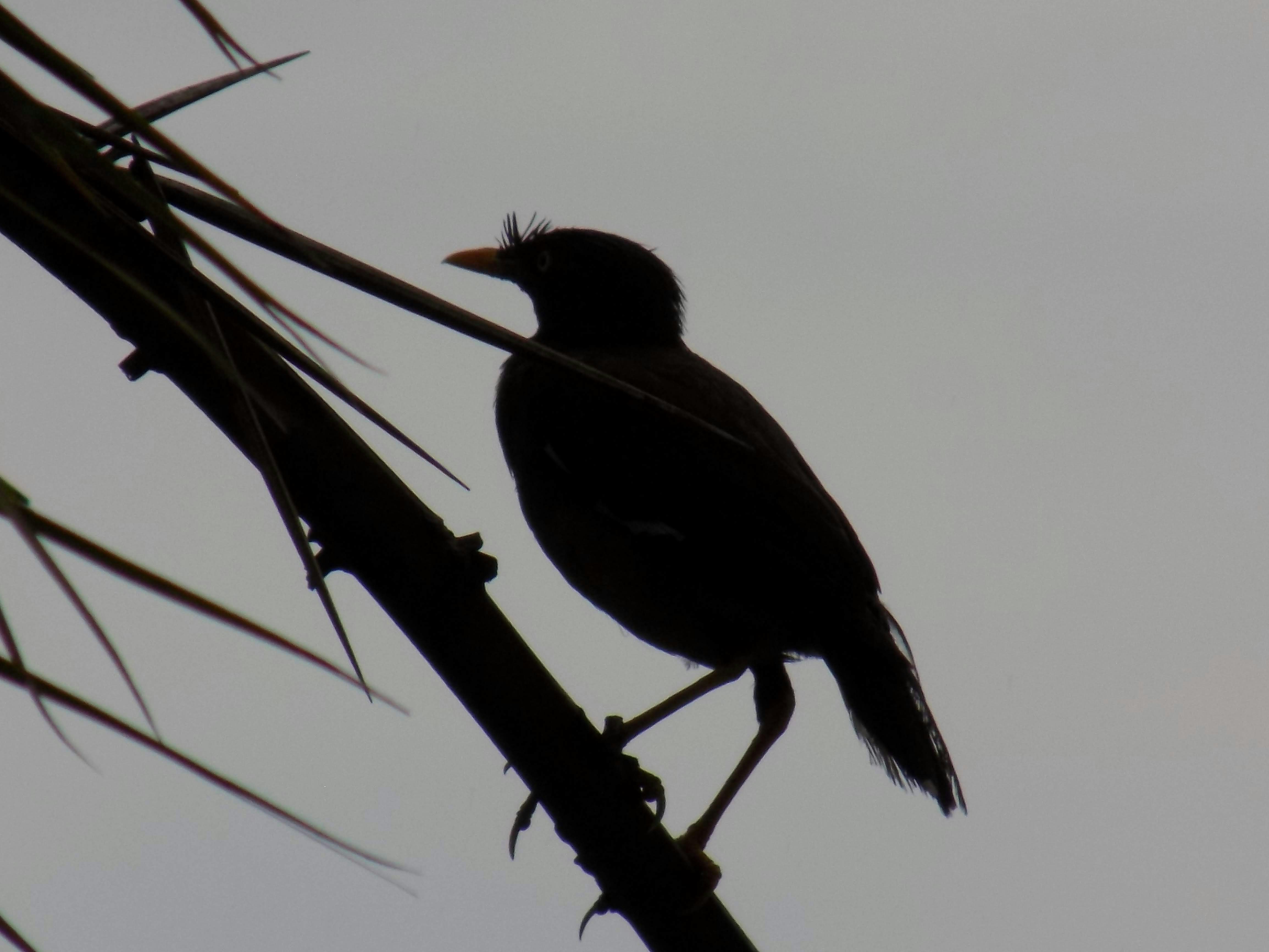 Silhouette of a small bird perched on a branch against a pale sky.