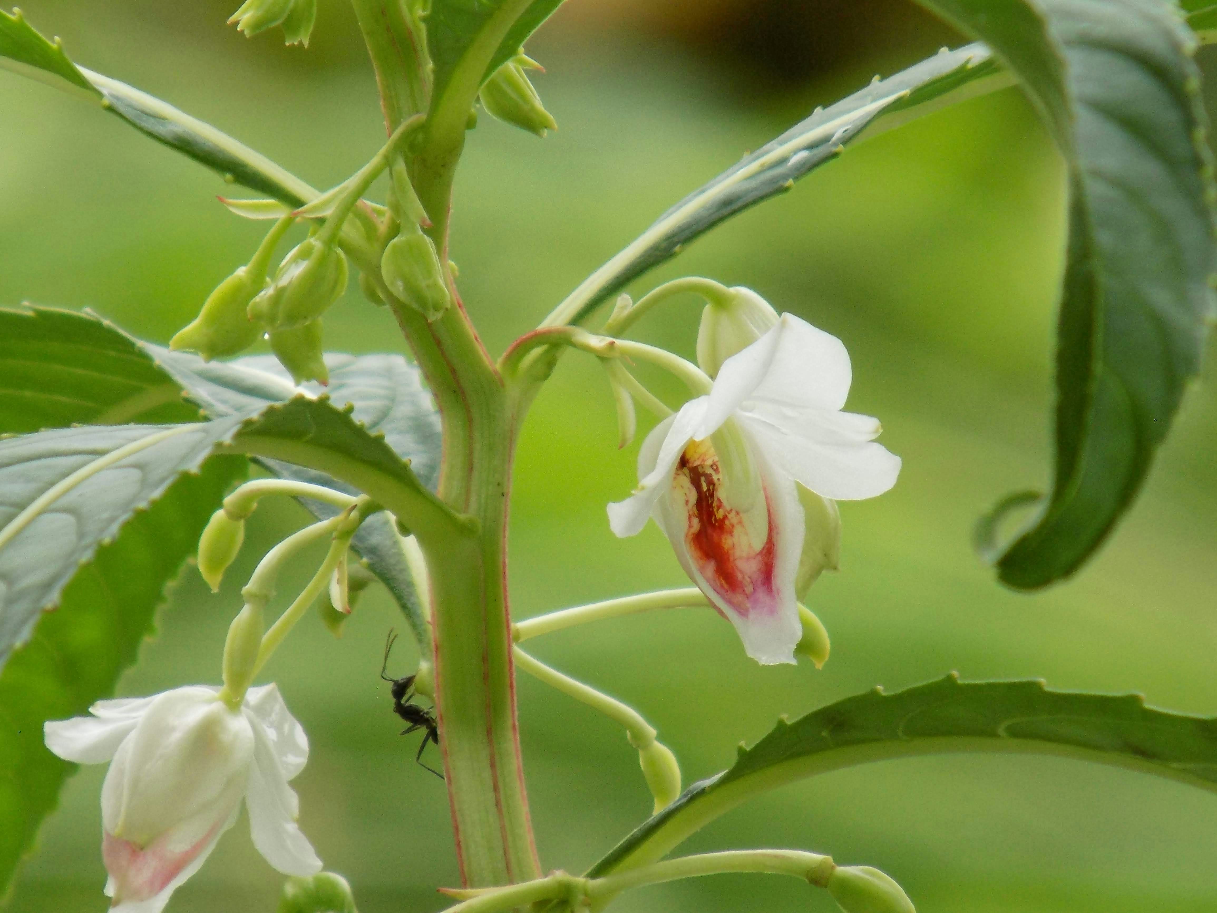 Close-up of a white flower with a pink center, accompanied by an ant exploring its petals. The lush green background enhances the floral details.