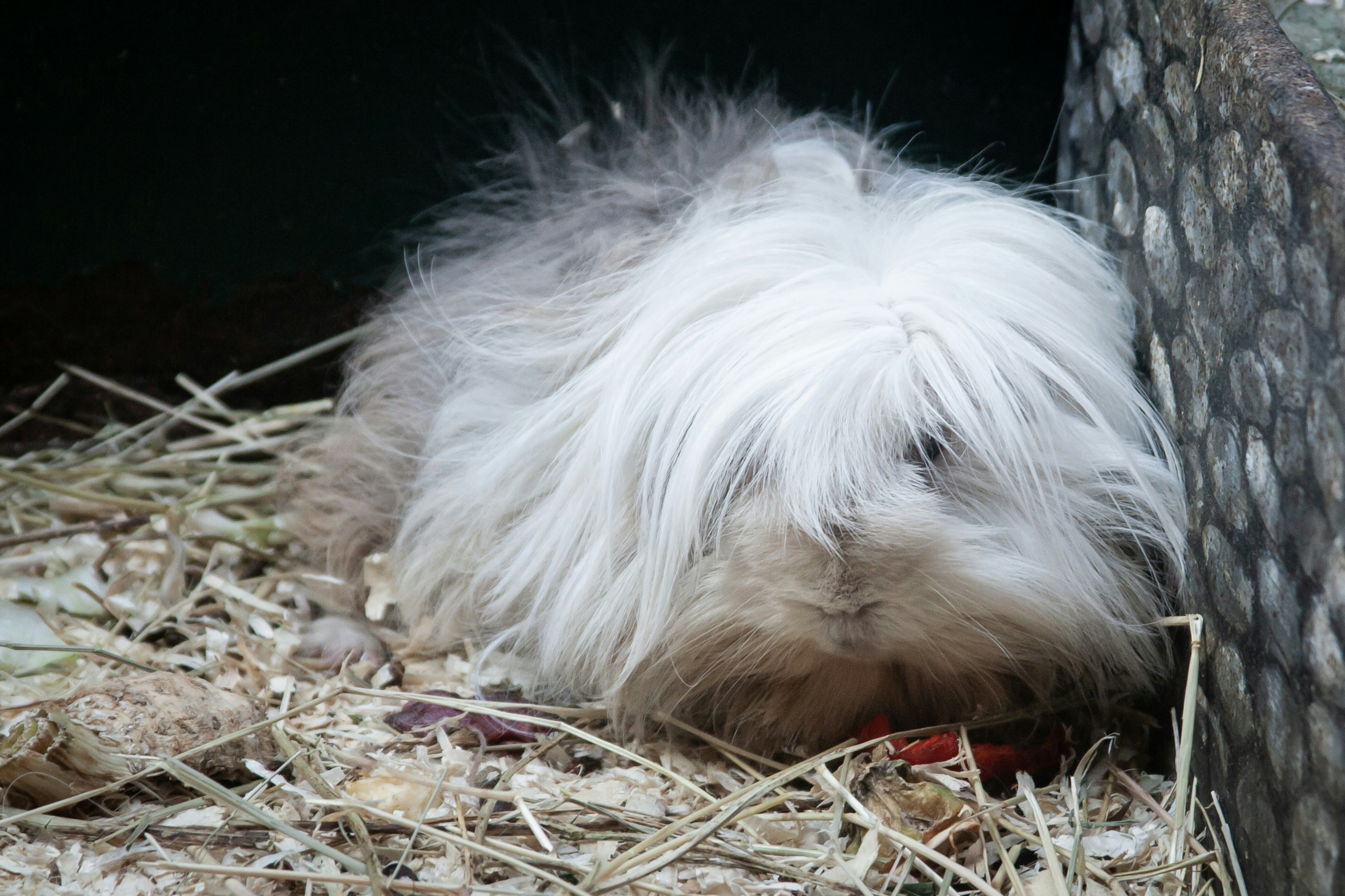 a white furry animal lying on the ground next to a tree