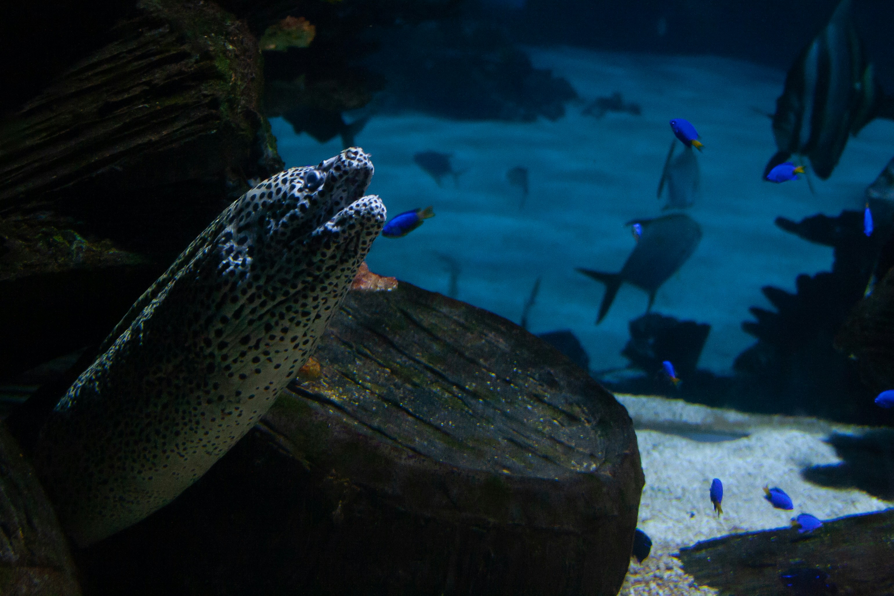 Tidepool Sentinel: Leopard Conefish Anchoring the Driftwood