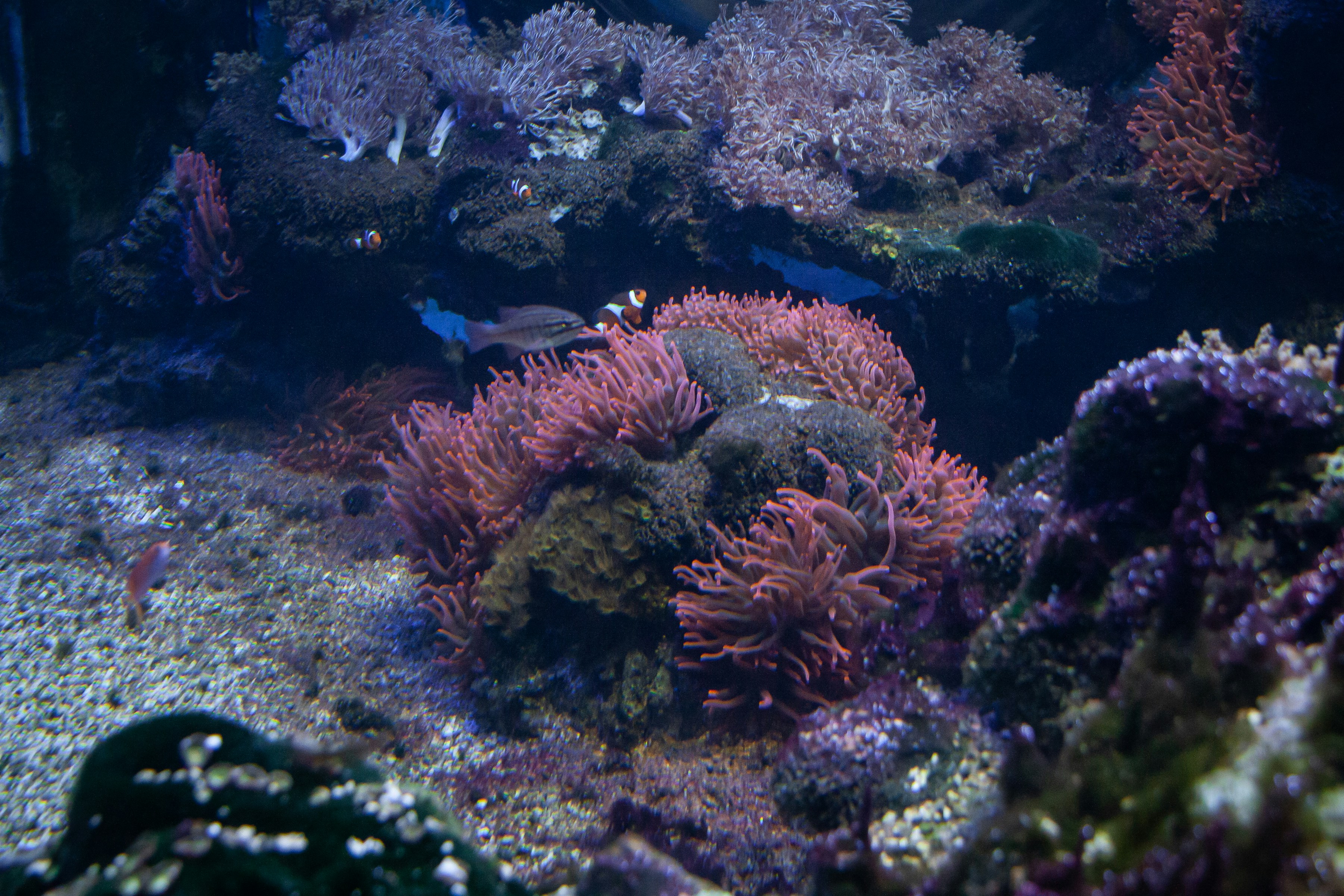 Vibrant coral formations with anemones and small fish nestled within an aquarium setting. The intricate textures and colors create a serene underwater scene.