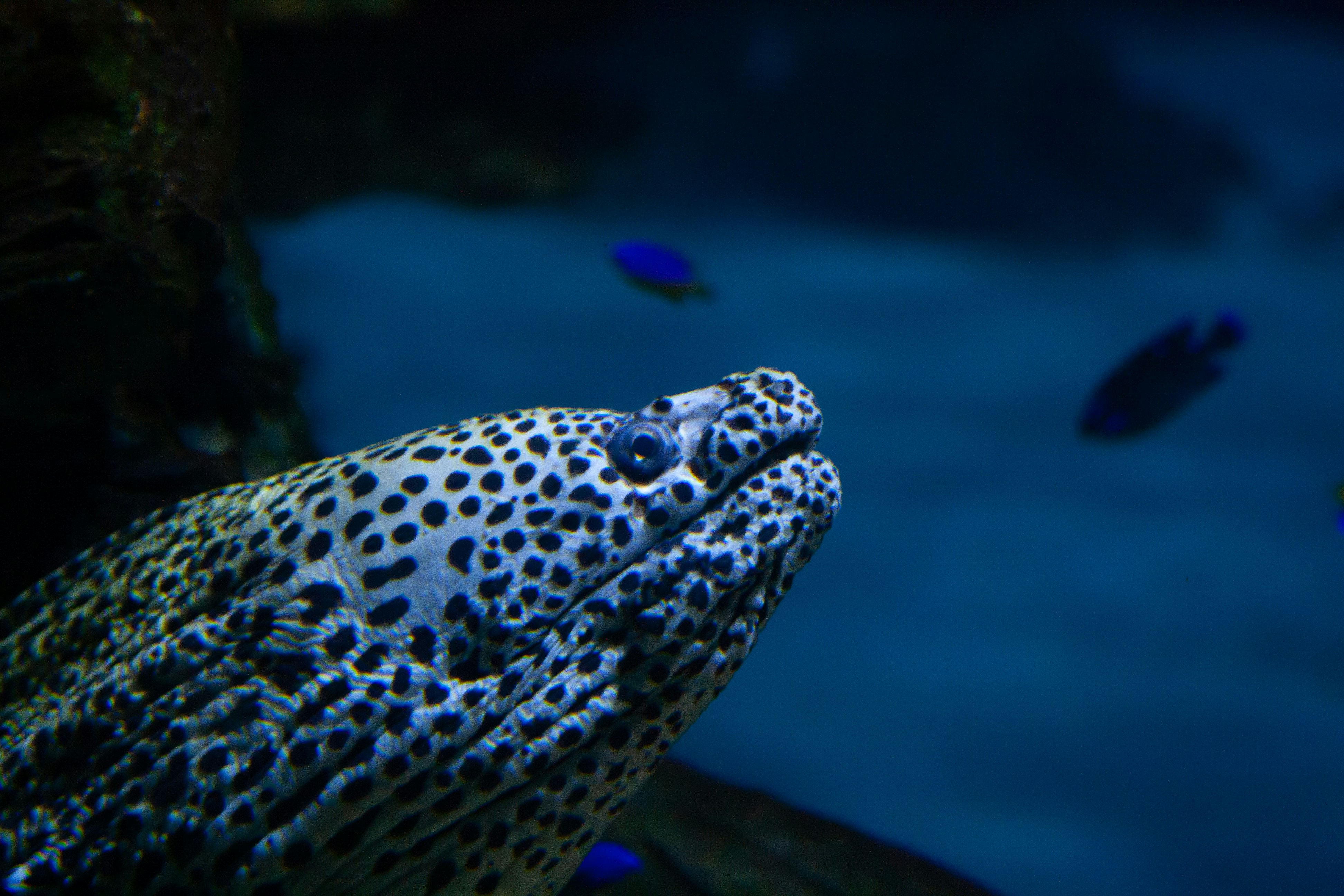A fish swimming in the water photo – Free Fish Image on Unsplash