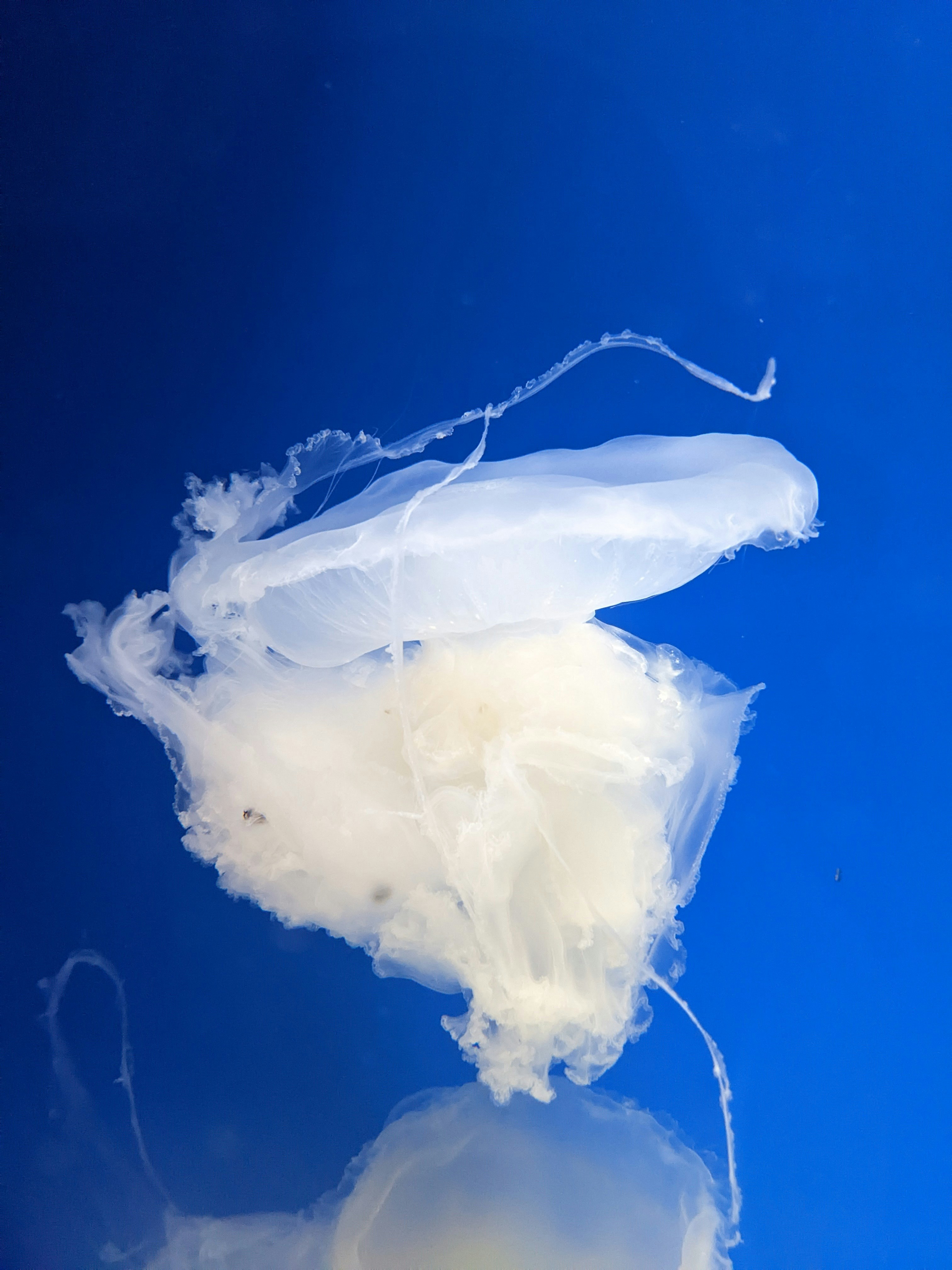 Floating Cloud Fragments Against a Velvet Blue