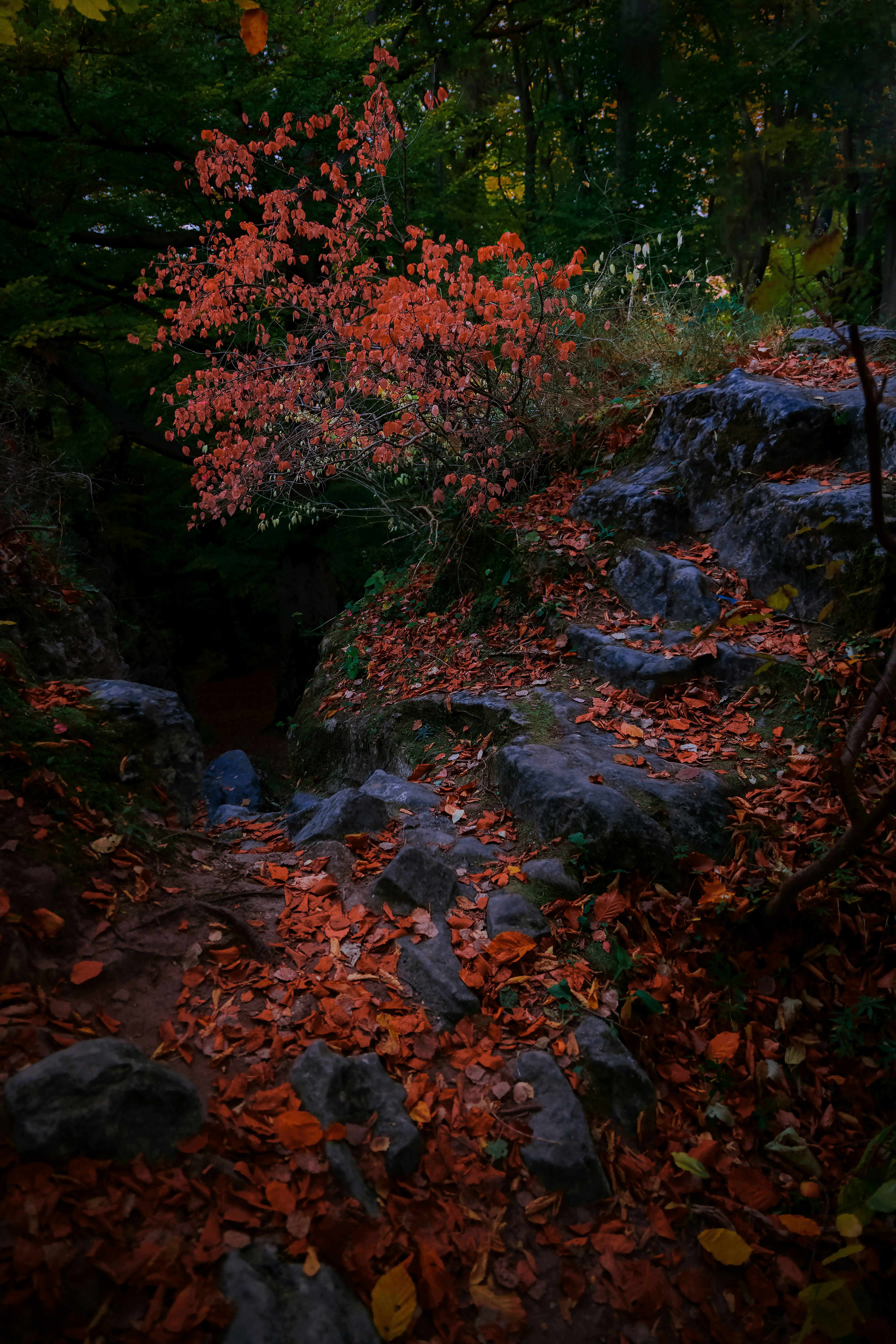 enchanted dusk atmospheric landscaped forest picturesque autumn environment space with rocky relief and blossom foliage with falling leaves