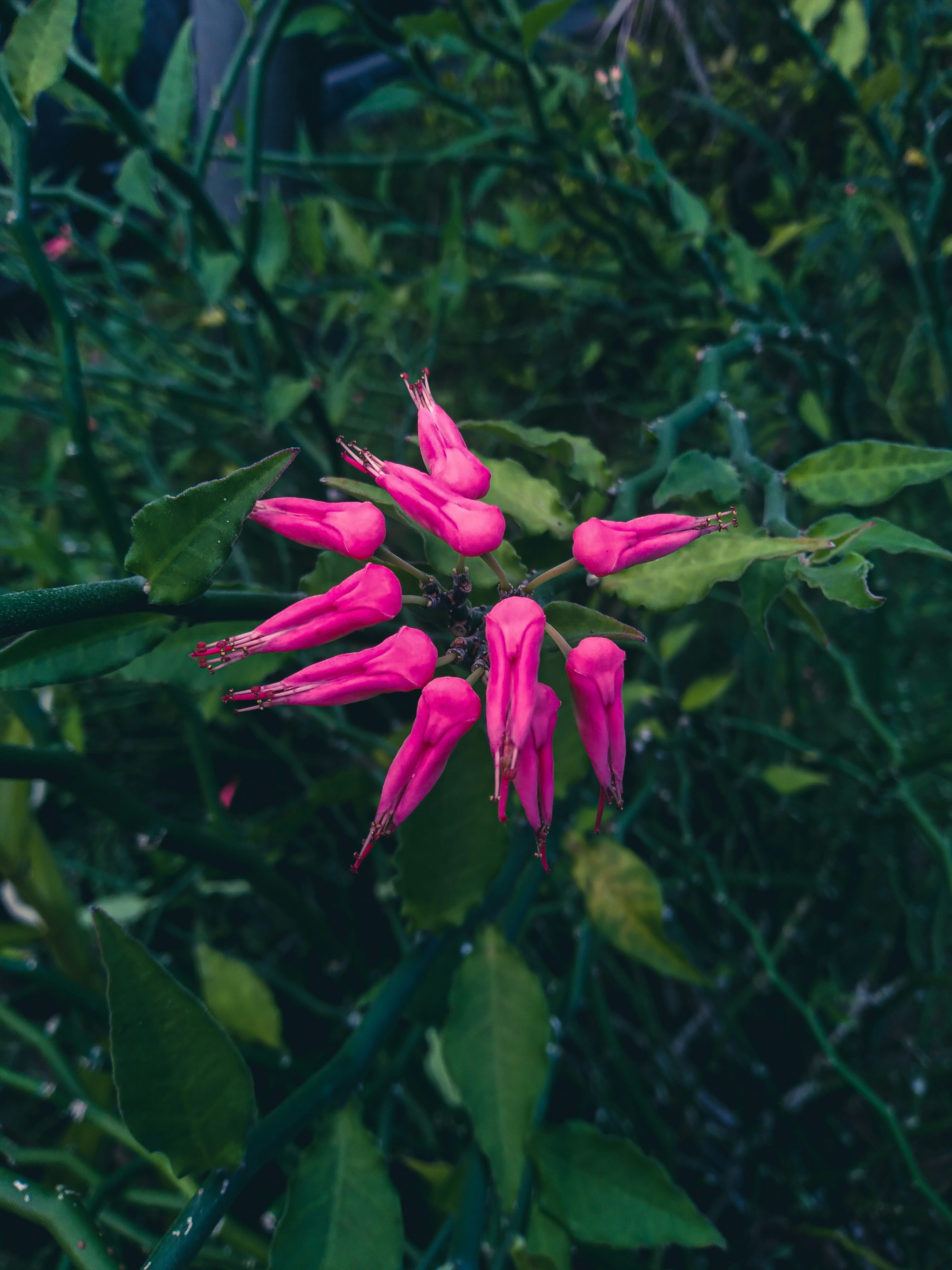 Cluster of vibrant pink flowers amidst lush green foliage, showcasing nature's artistry. The delicate petals contrast beautifully with the surrounding leaves.