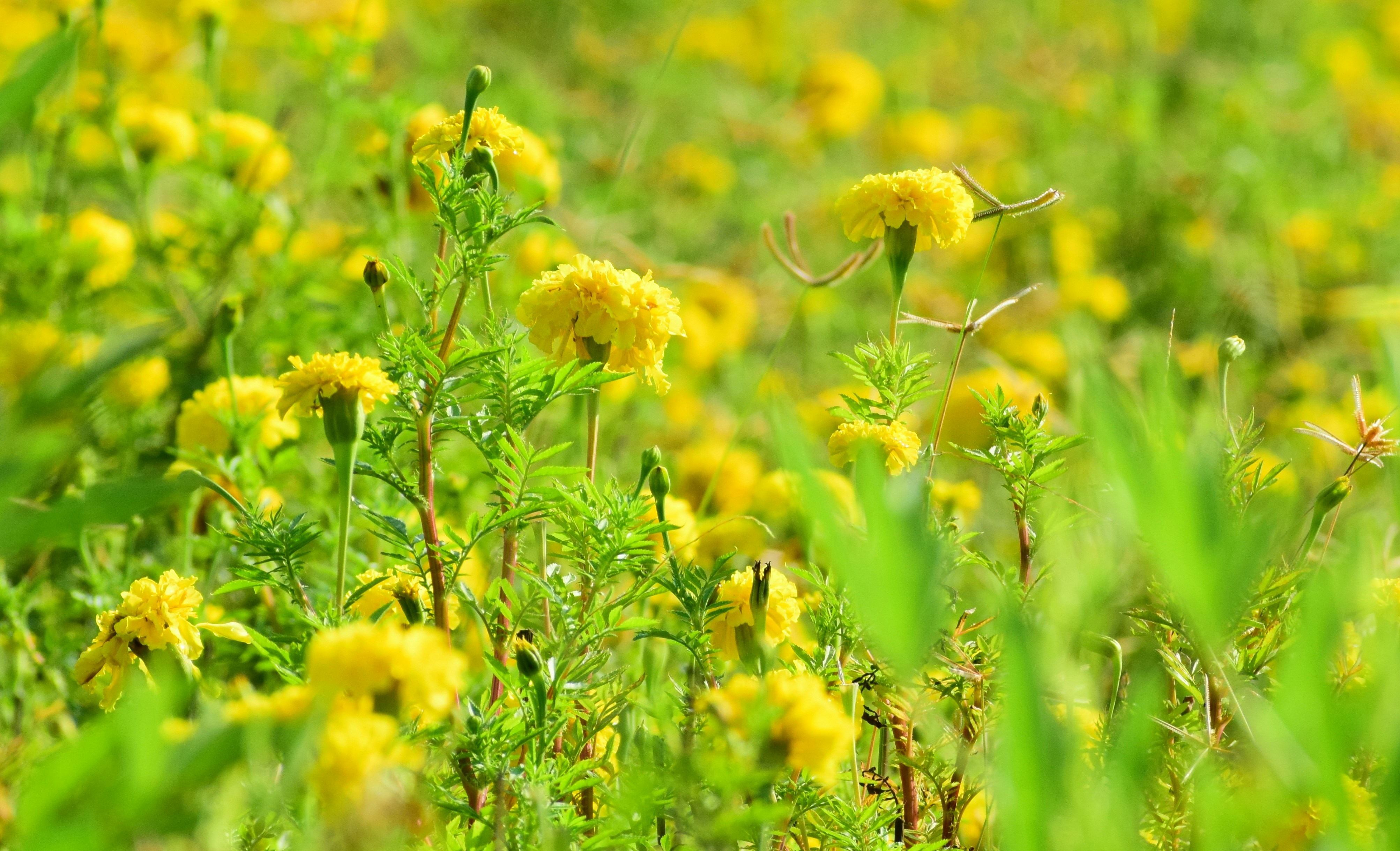 Un campo de flores amarillas foto – Imagen de Campo gratuita en Unsplash