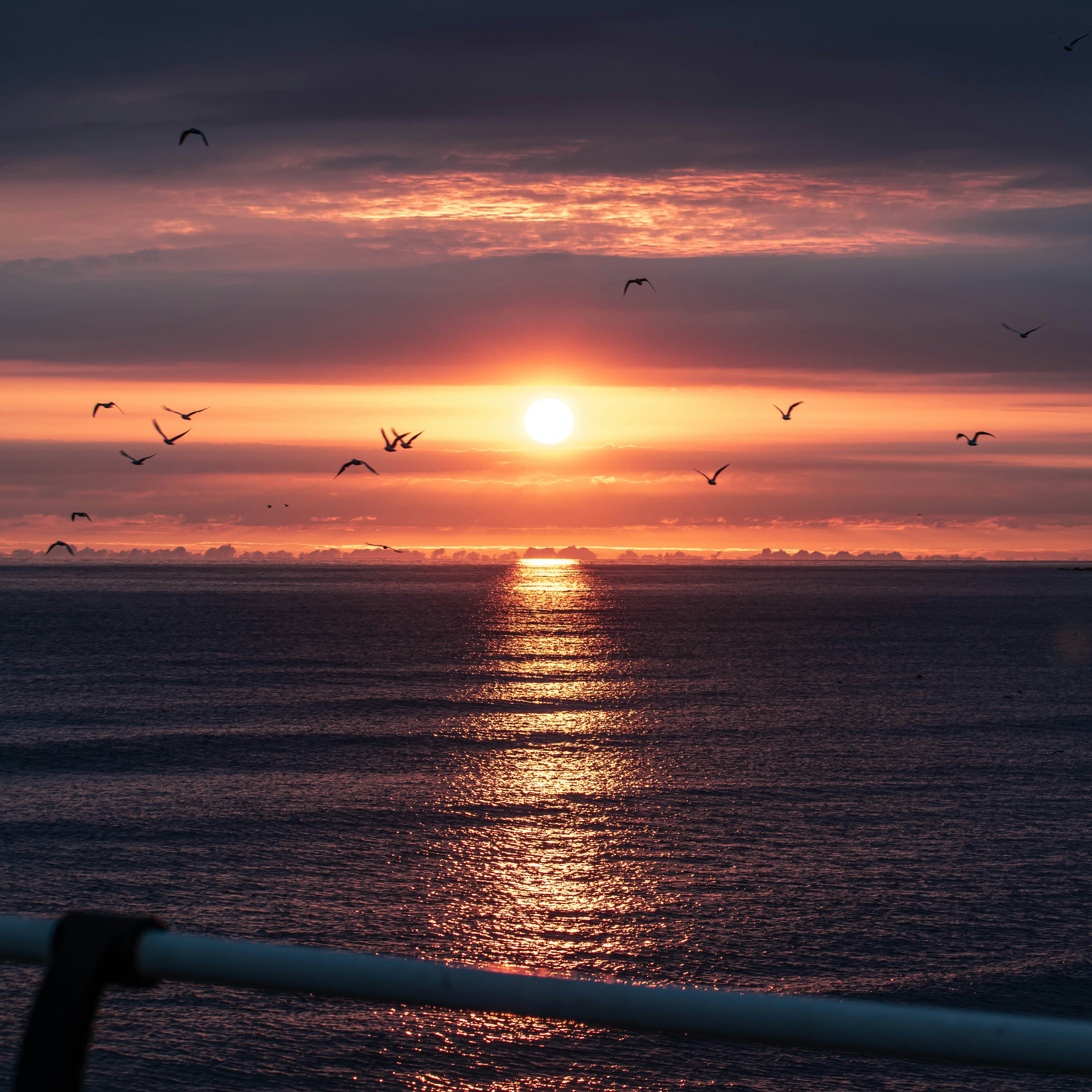 Gilded Horizon: Sunset Over the Seascape with a Flock of Birds