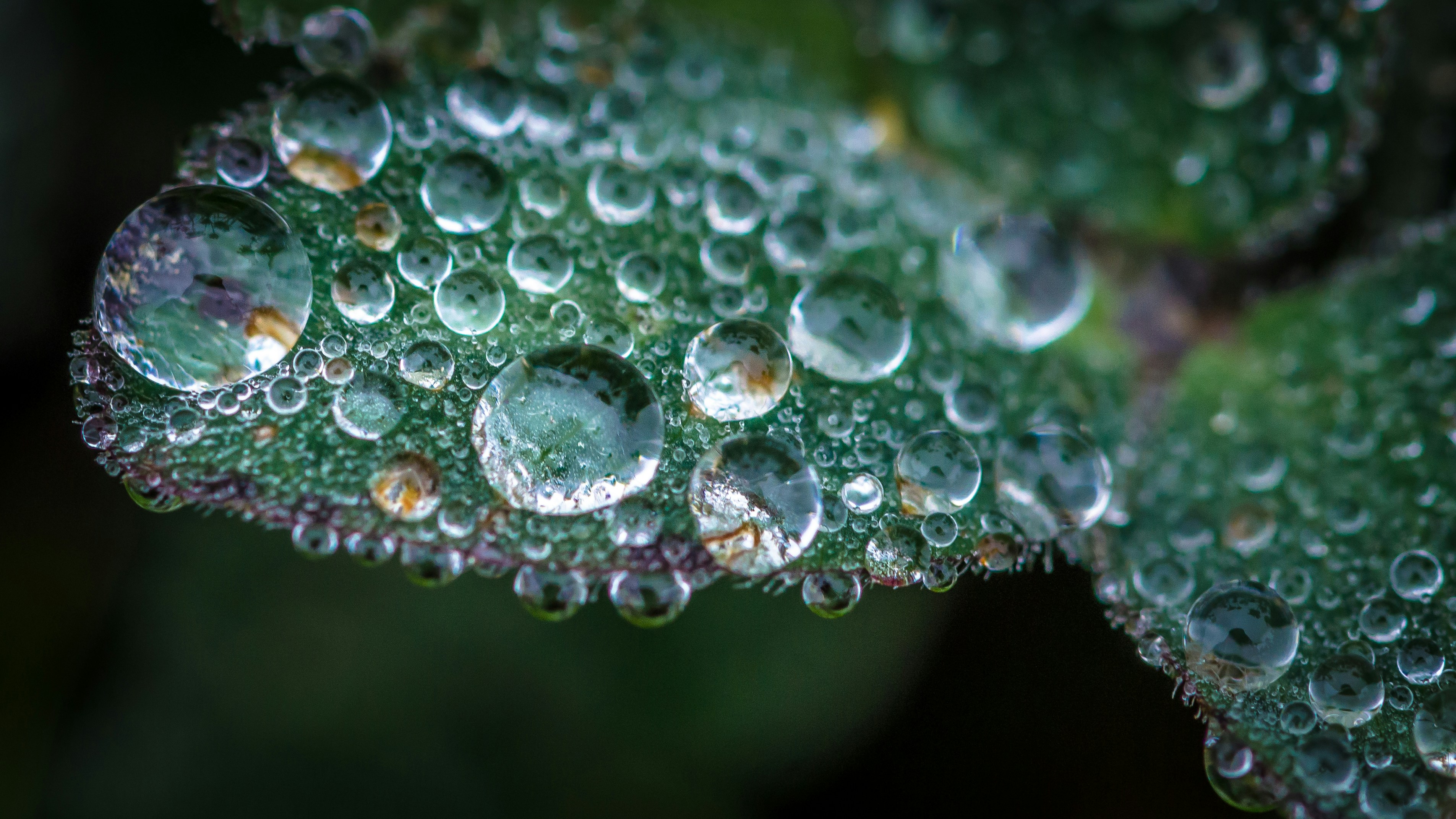 Emerald Beadwork on a Velvet Leaf: a close-up of dew