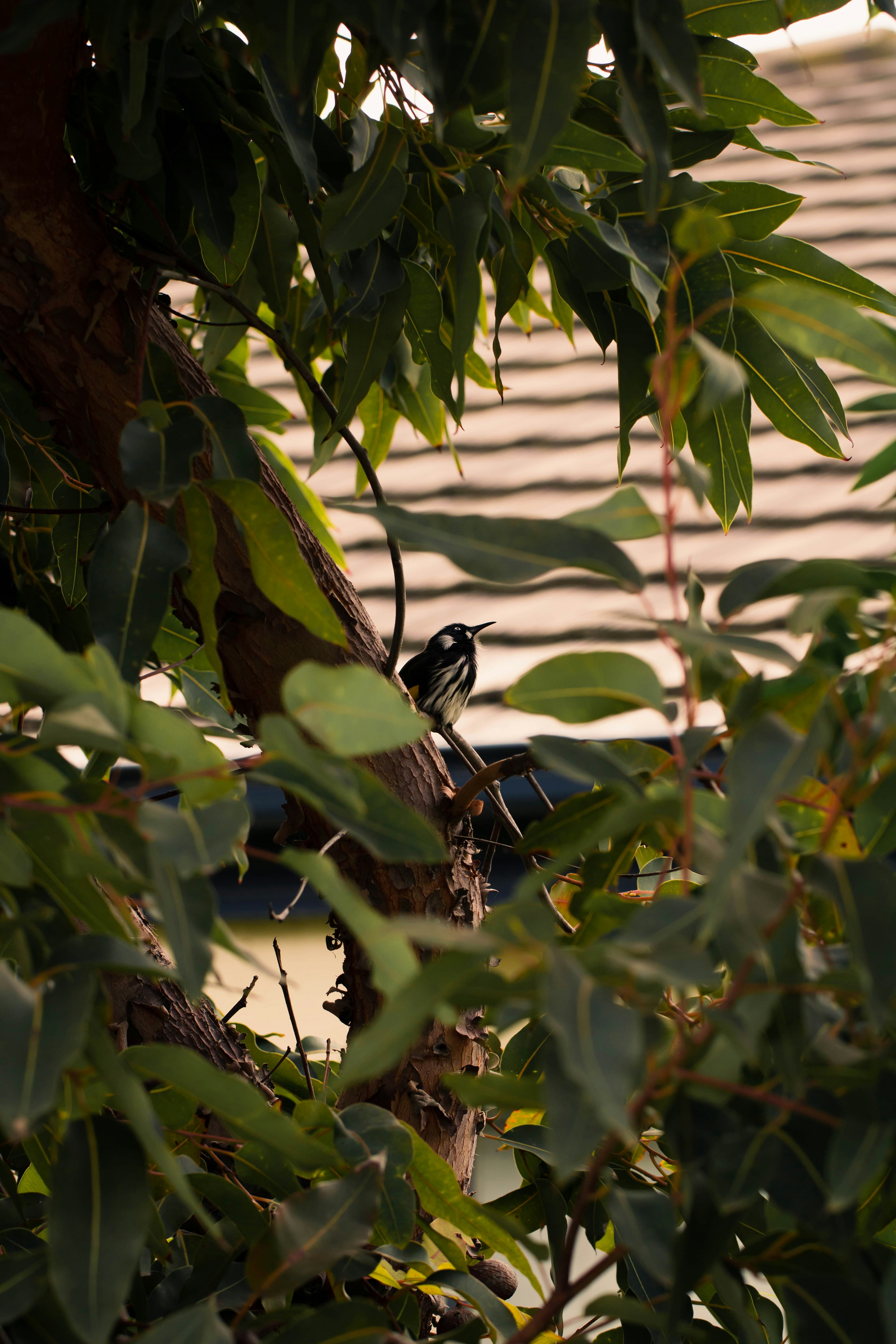 Whispering Warbler in a Sunlit Foliage Frame