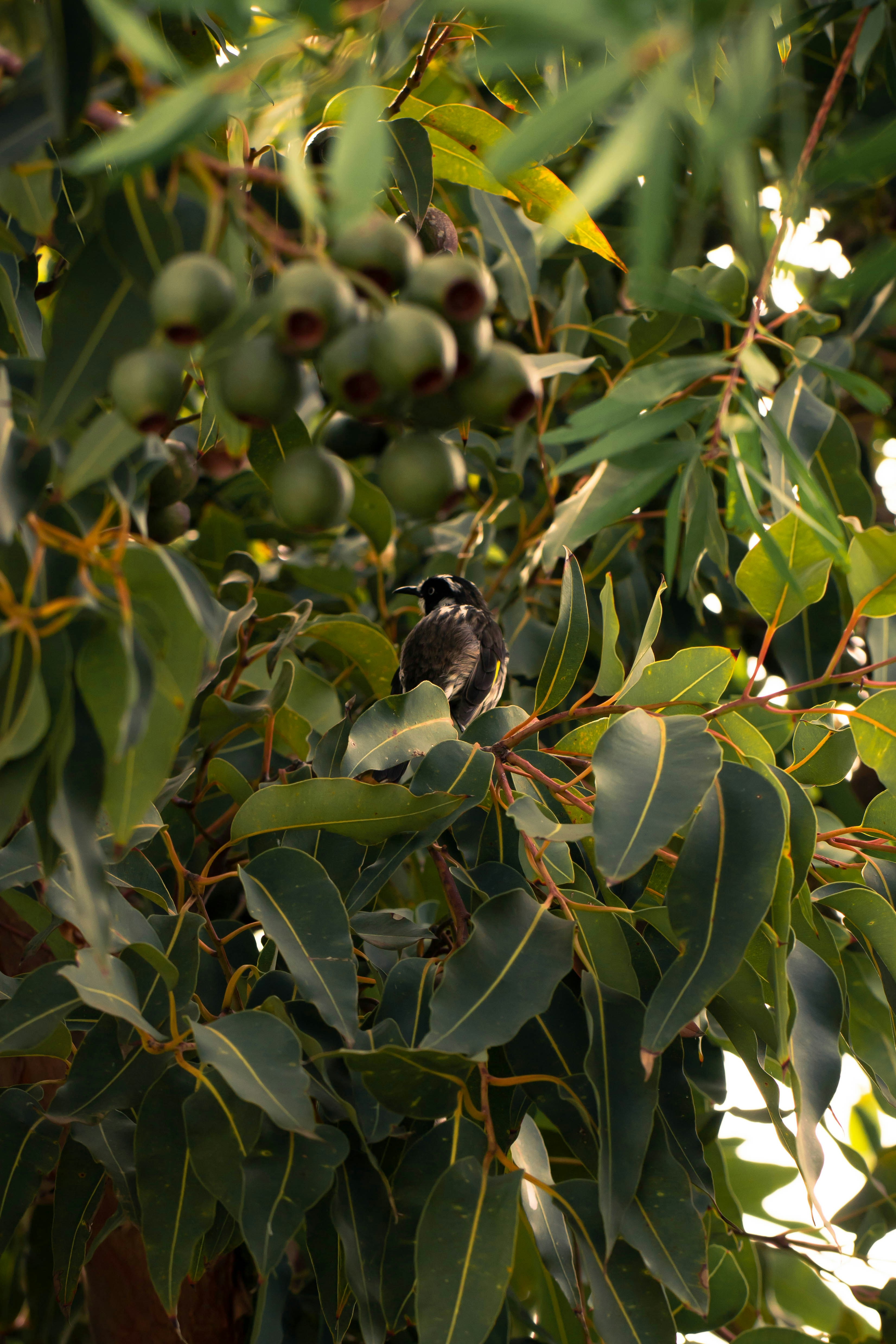 Hidden Warbler Among Eucalyptus and Berry Clusters